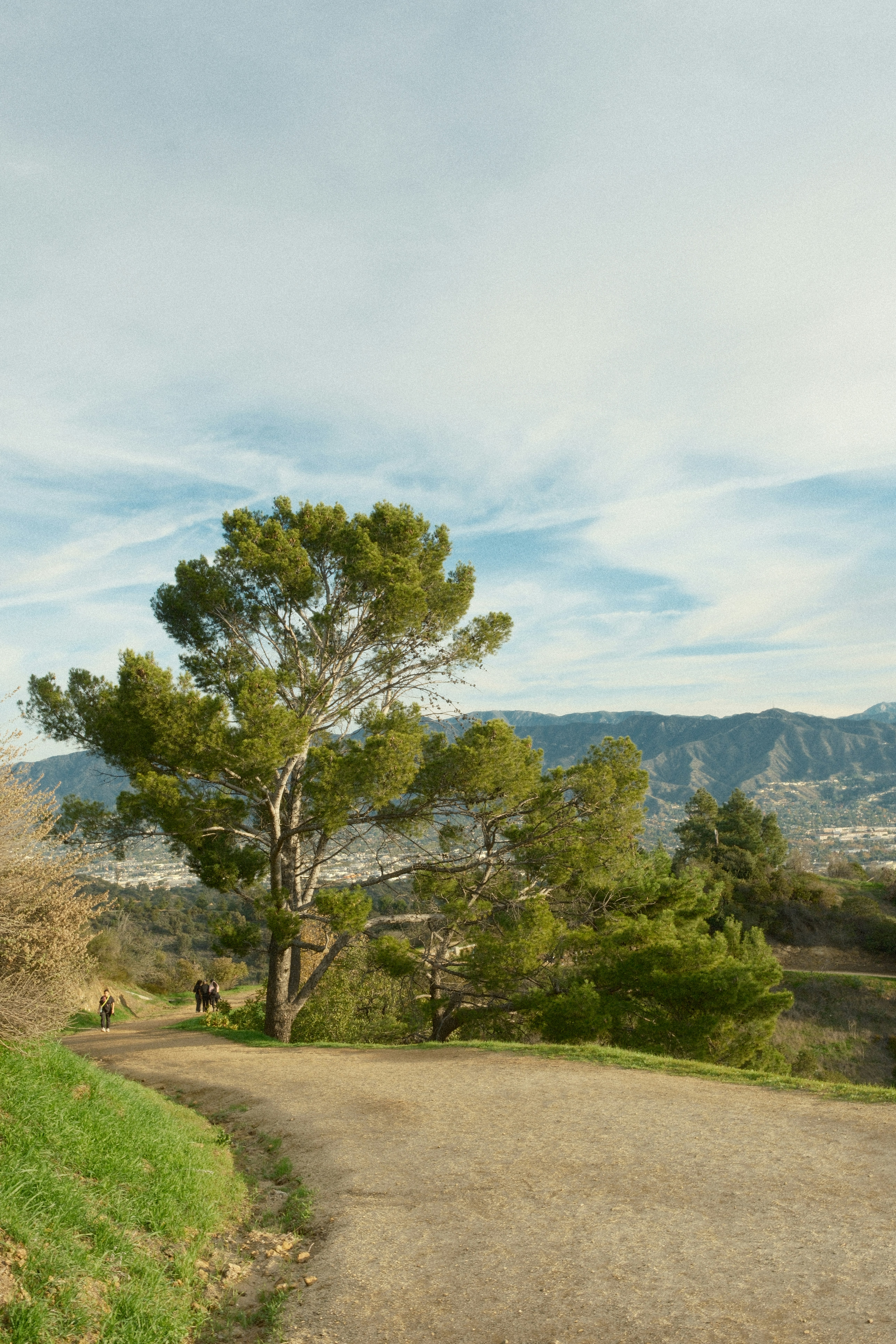 Pathway Beneath a Sturdy Pine with Distant Valley and Mountains