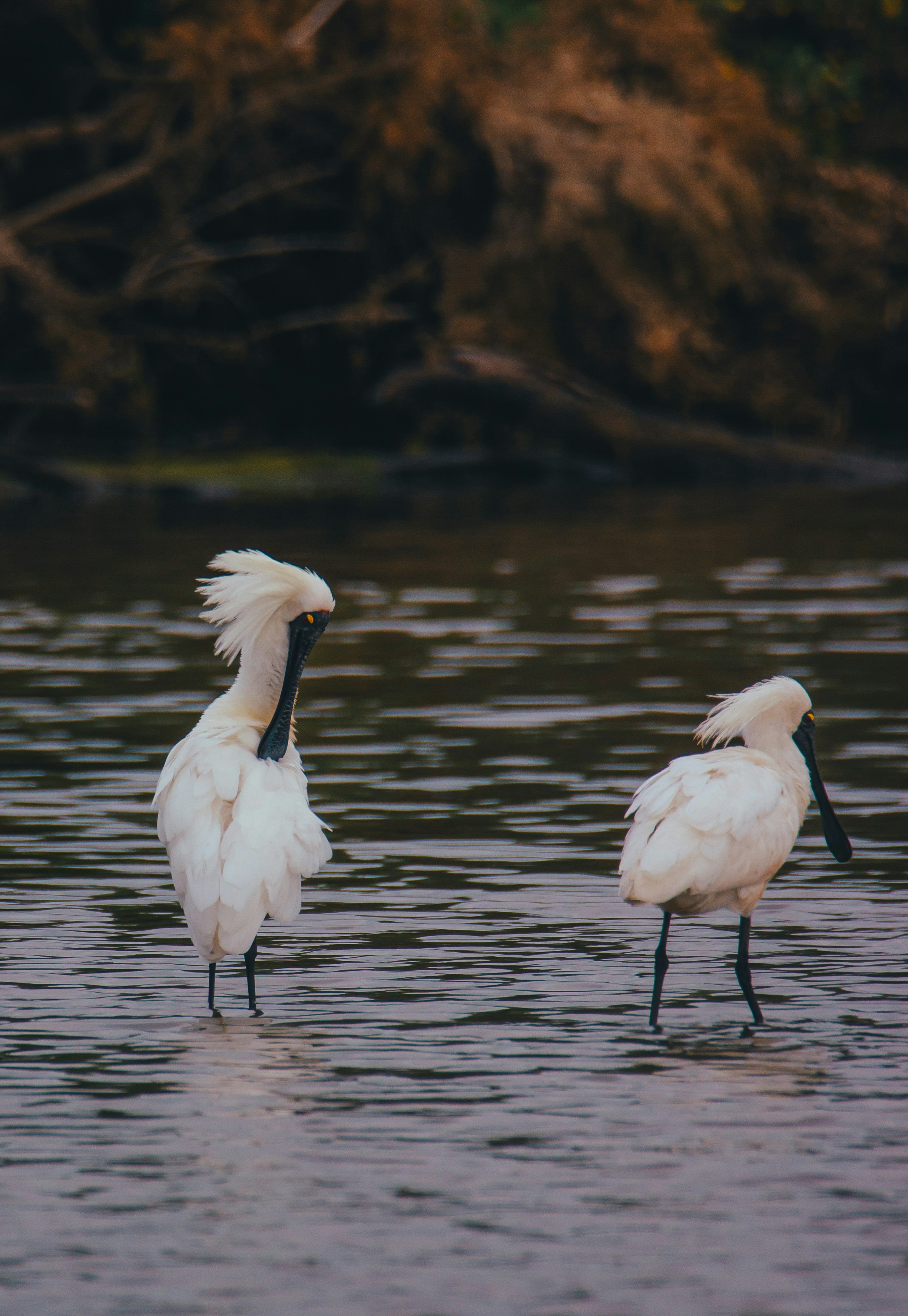 Photo by Katelyn G with Canon EOS 550D