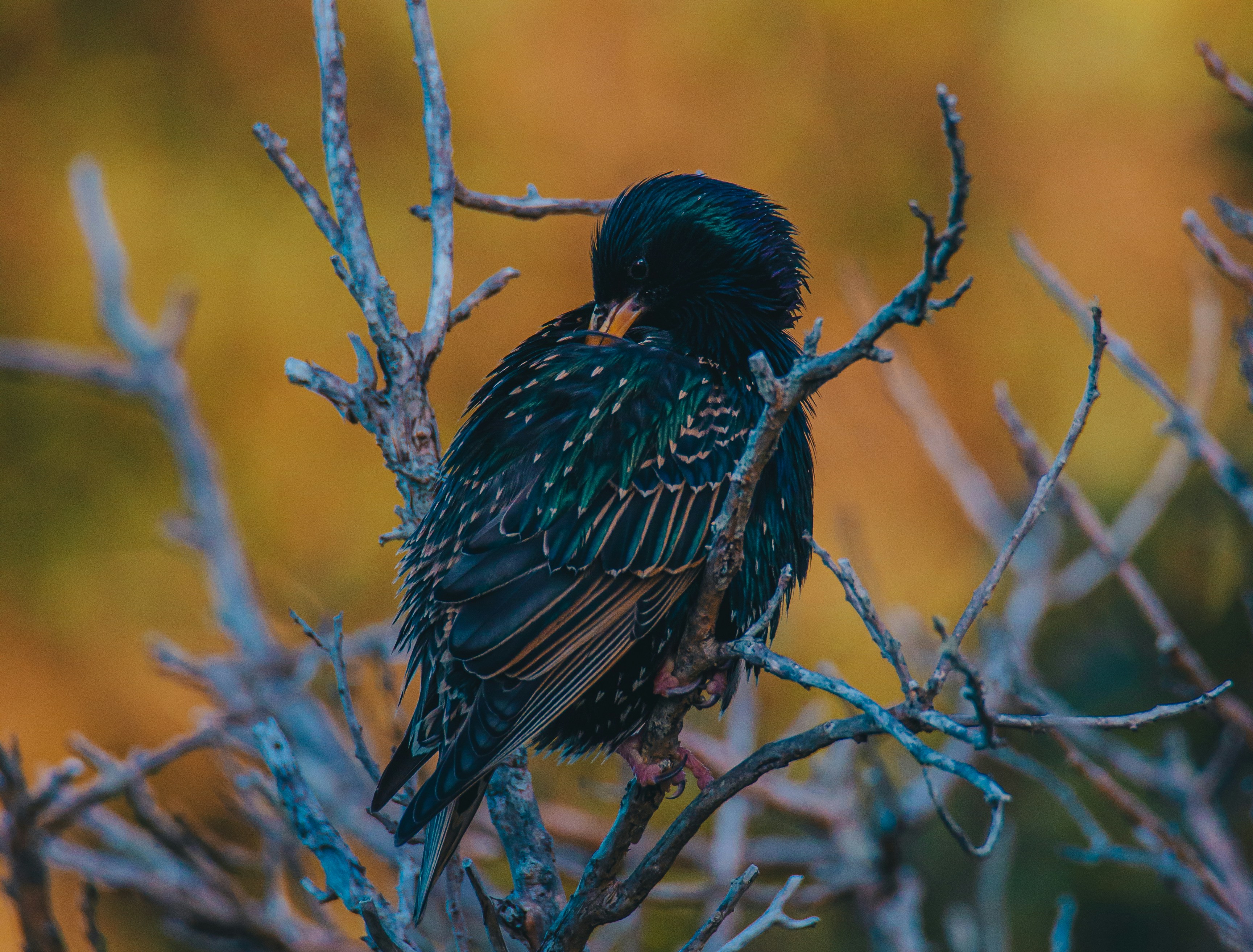 Hooded Feathered Quiet: A Starling Rest in Twilight Branches