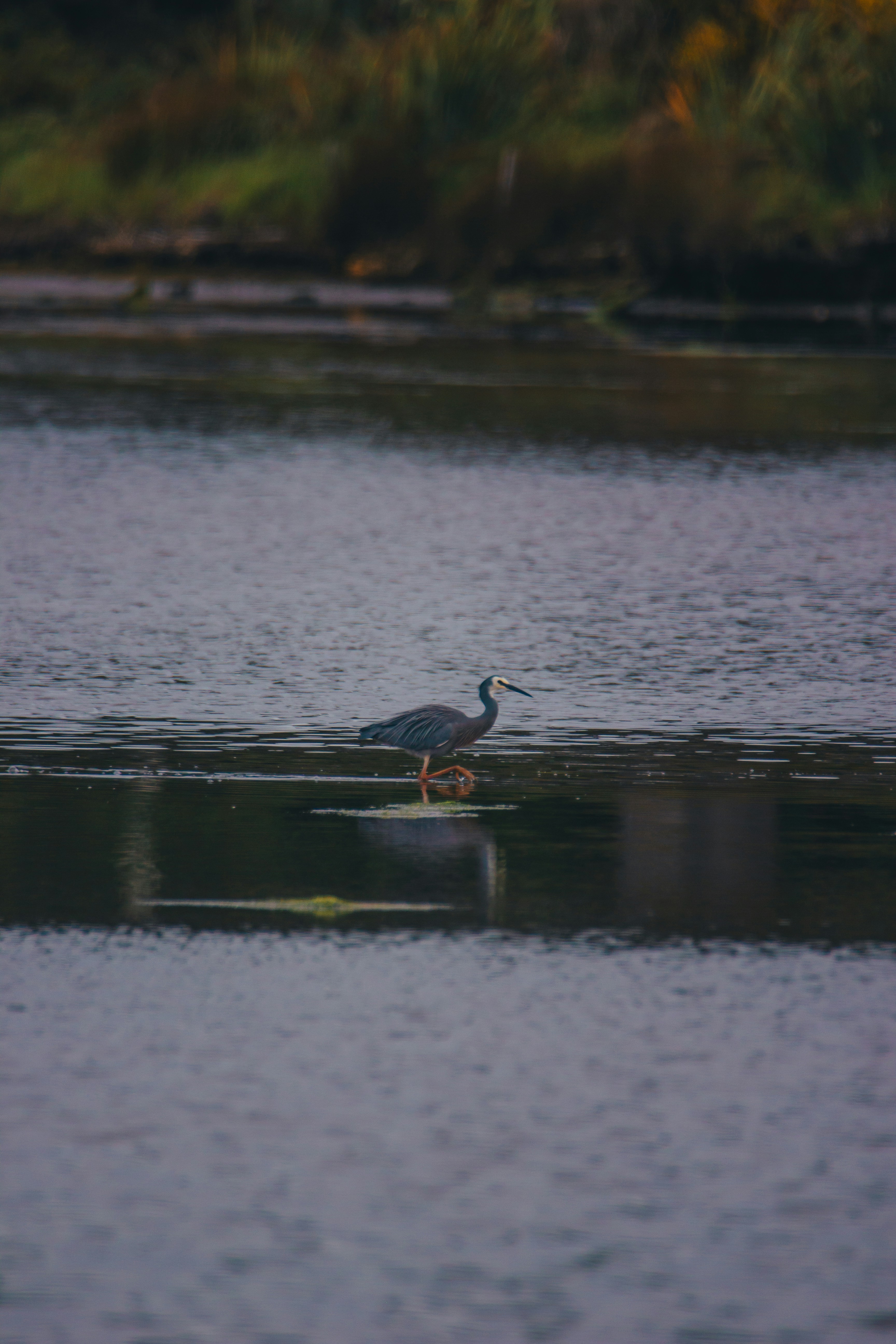 Photo by Katelyn G with Canon EOS 550D