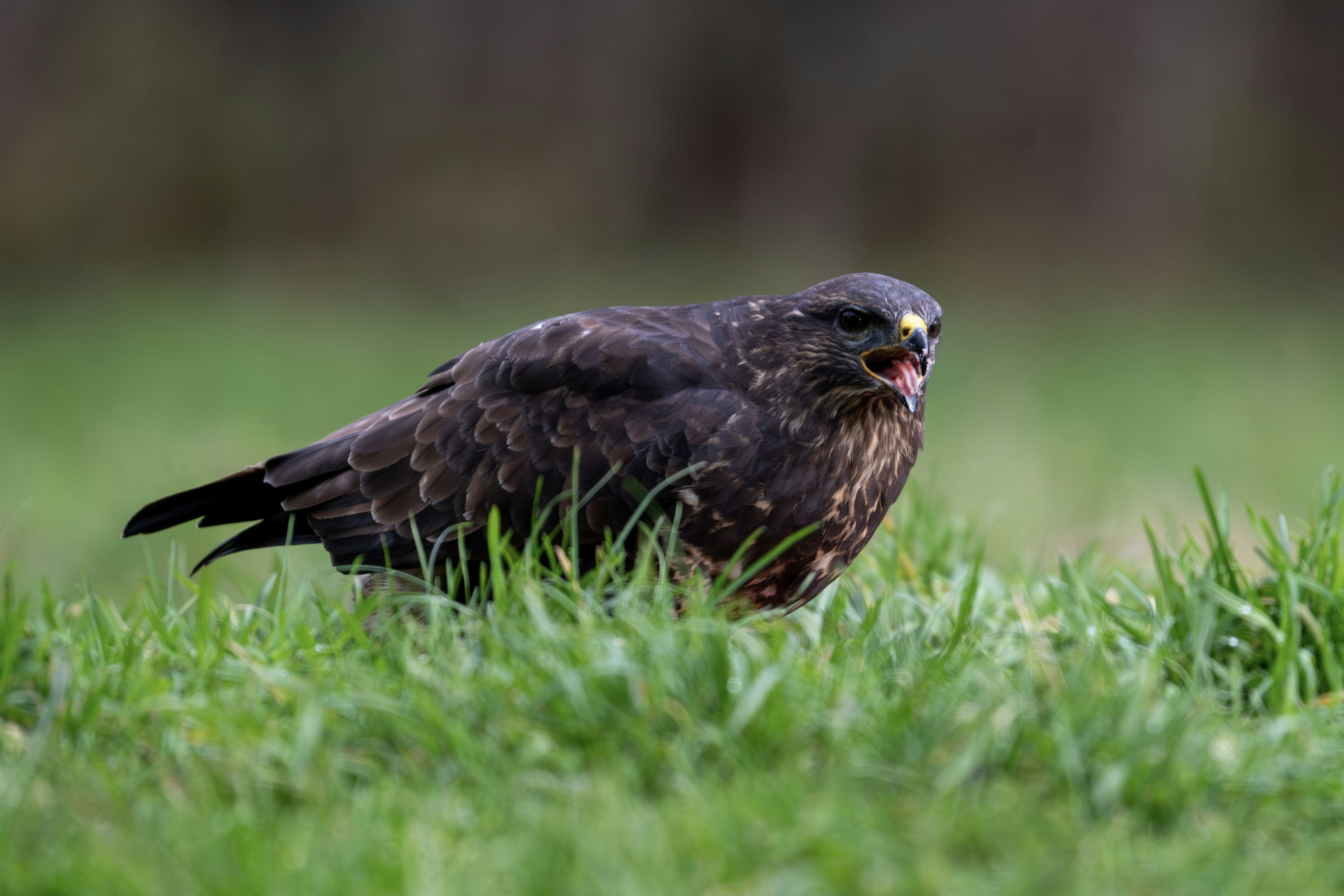 Ravenous Glare: A Field-Left Hawk in Quiet Grass