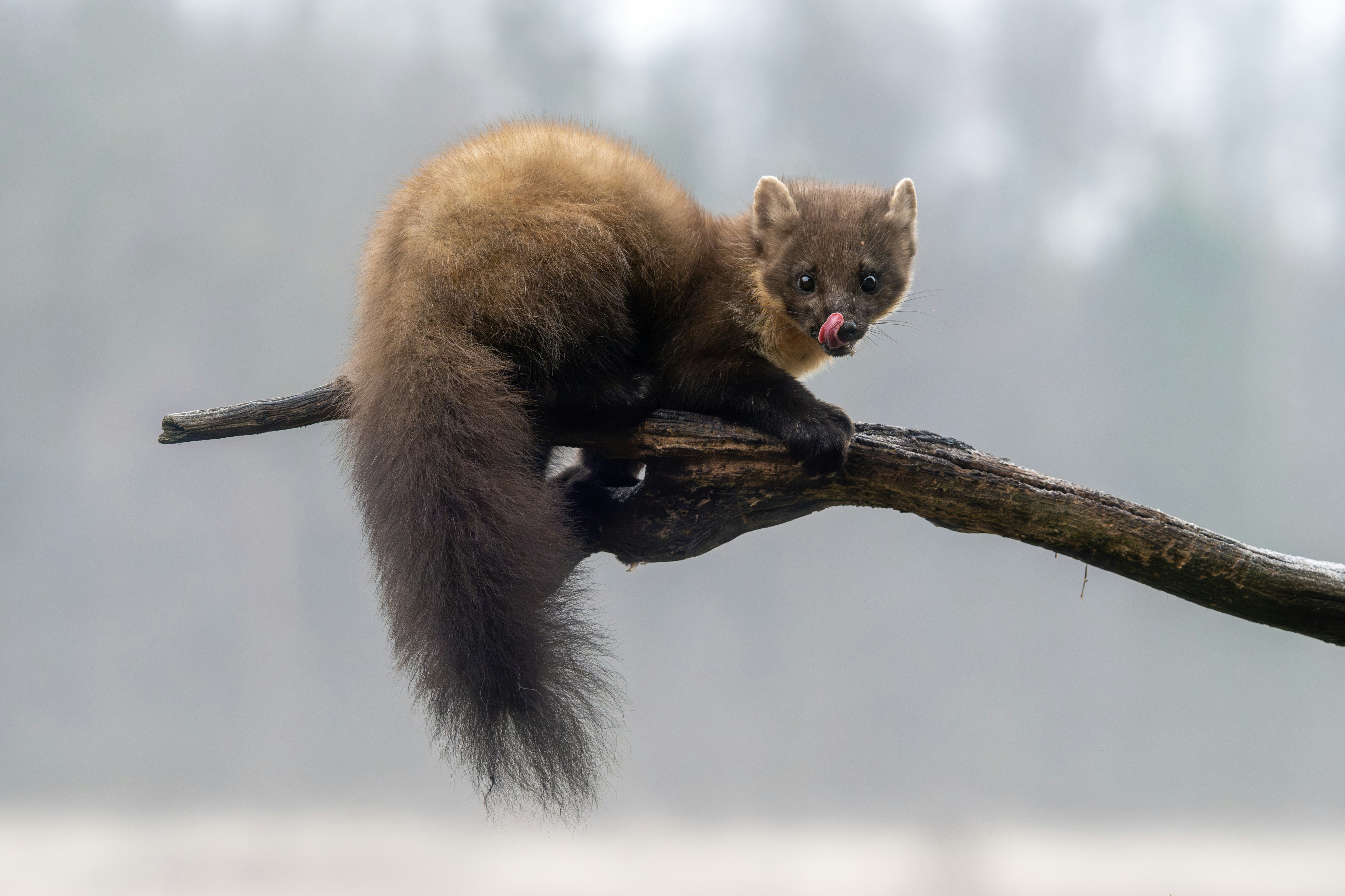 High Perch, Curious Muse: A Tree-Dwelling Fox Squirrel Grooms on a Weathered Limb