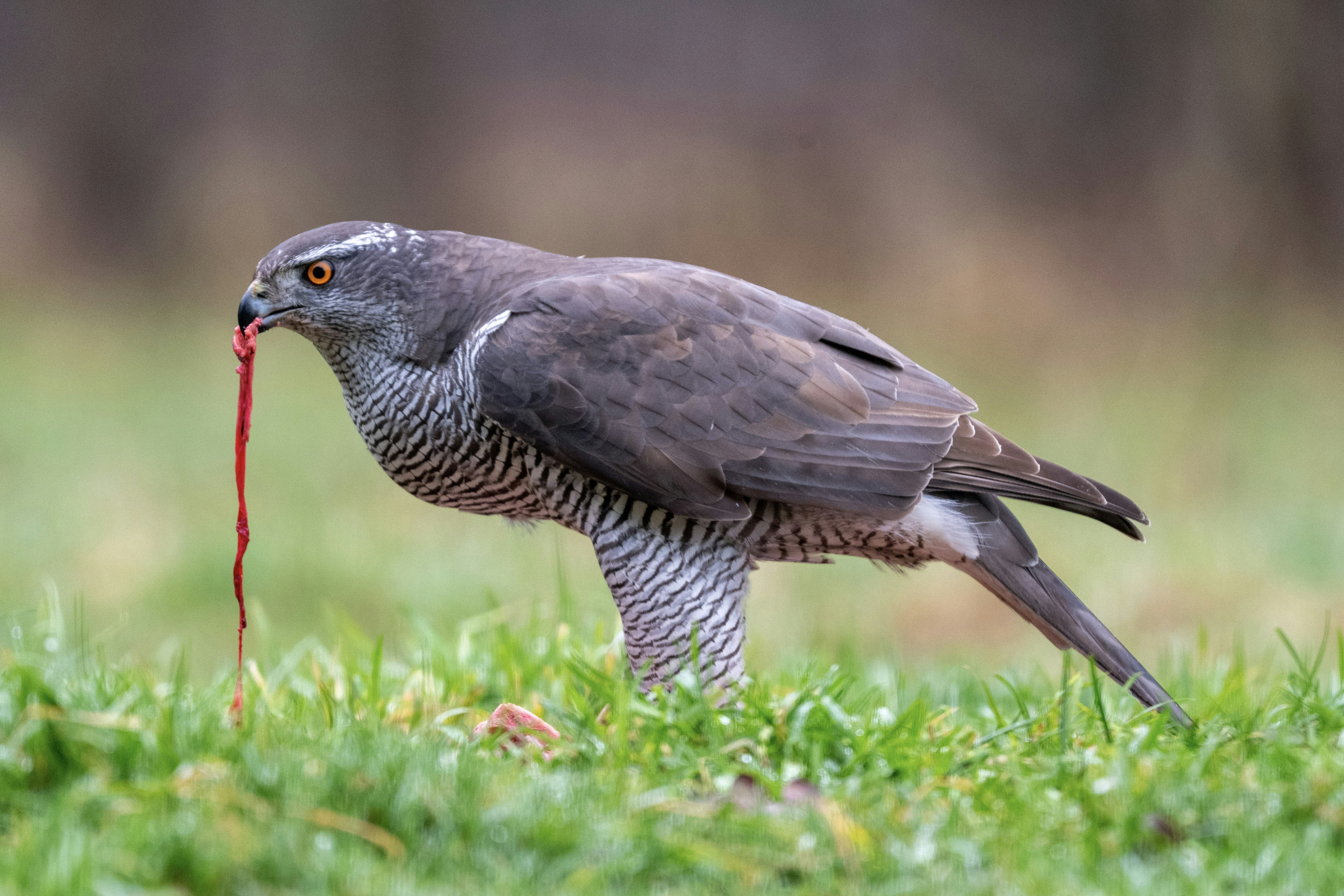 Striped Predator in Focus: A Grey Hawk Feasts on a Grass Field