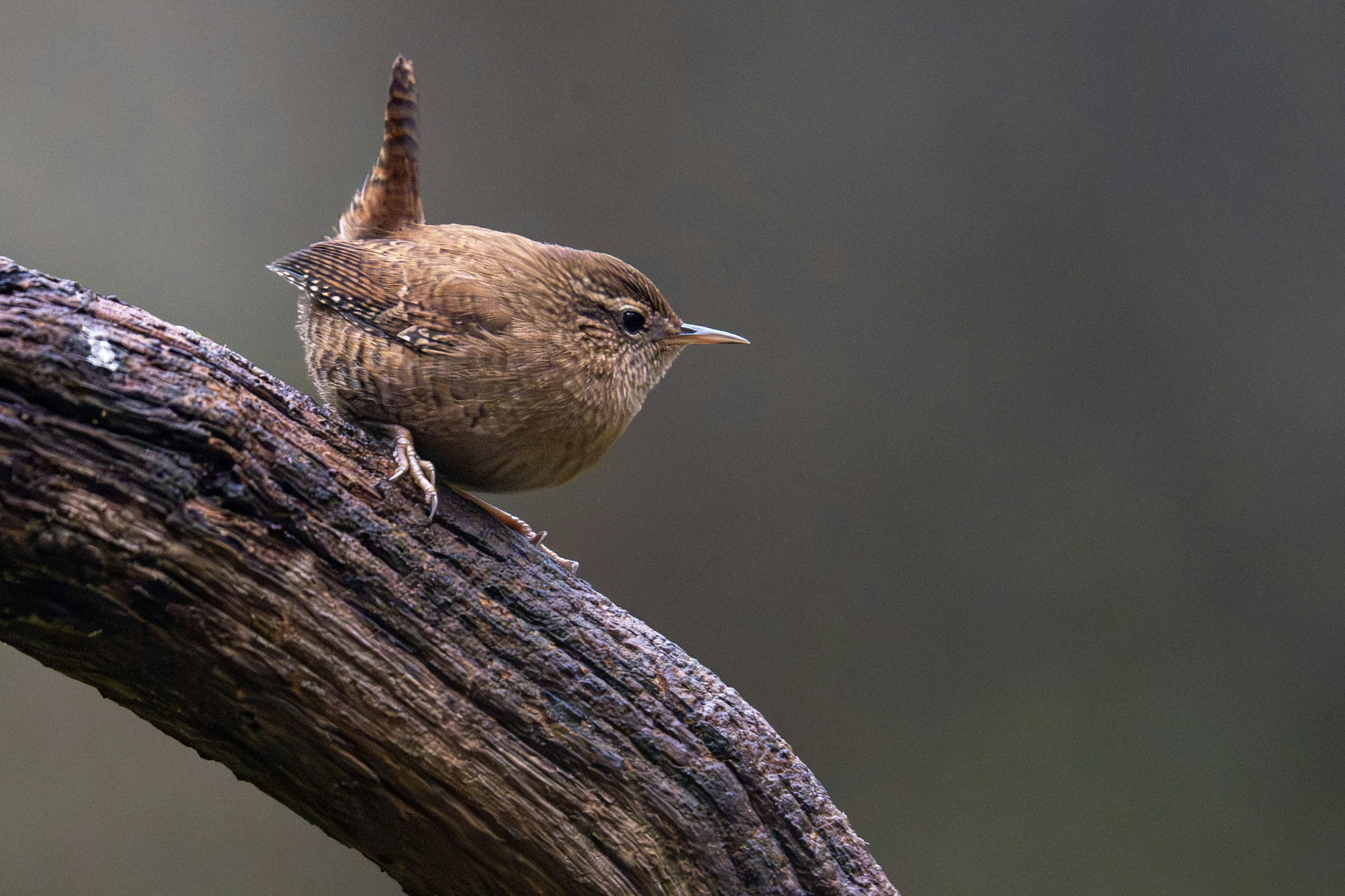 Perched on a Weathered Twig: A Small Brown Warbler in Quiet Focus