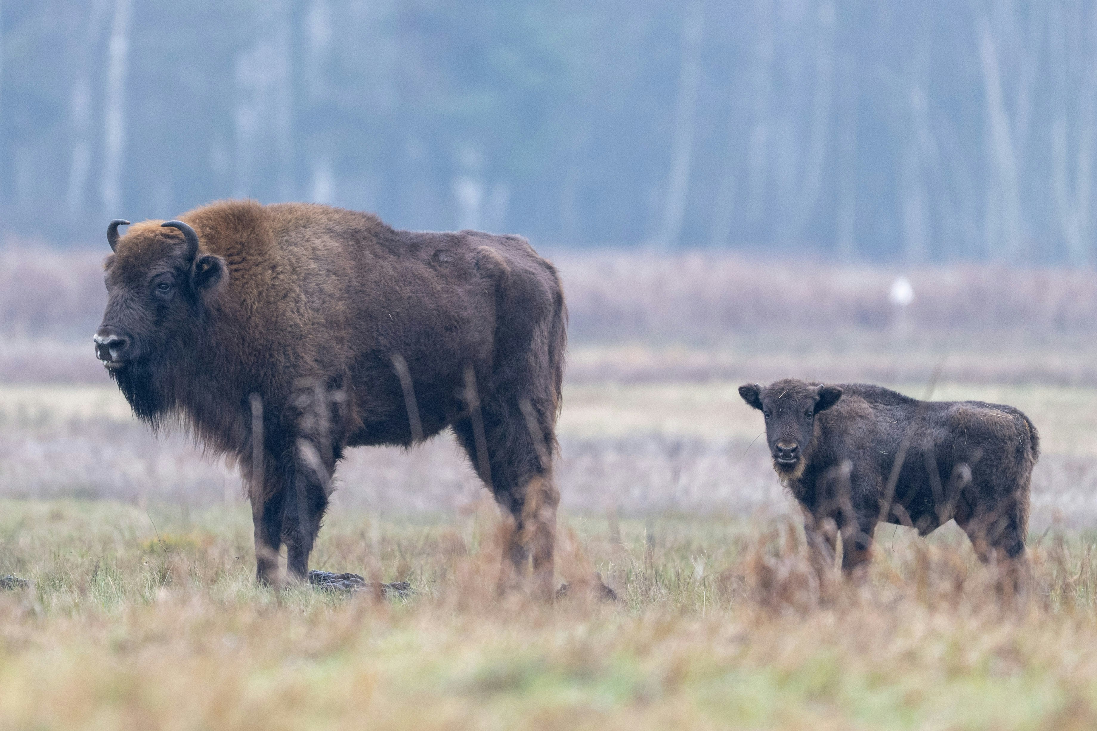 Mature and Juvenile Bear Pair Crossing a Foggy Wet Meadow