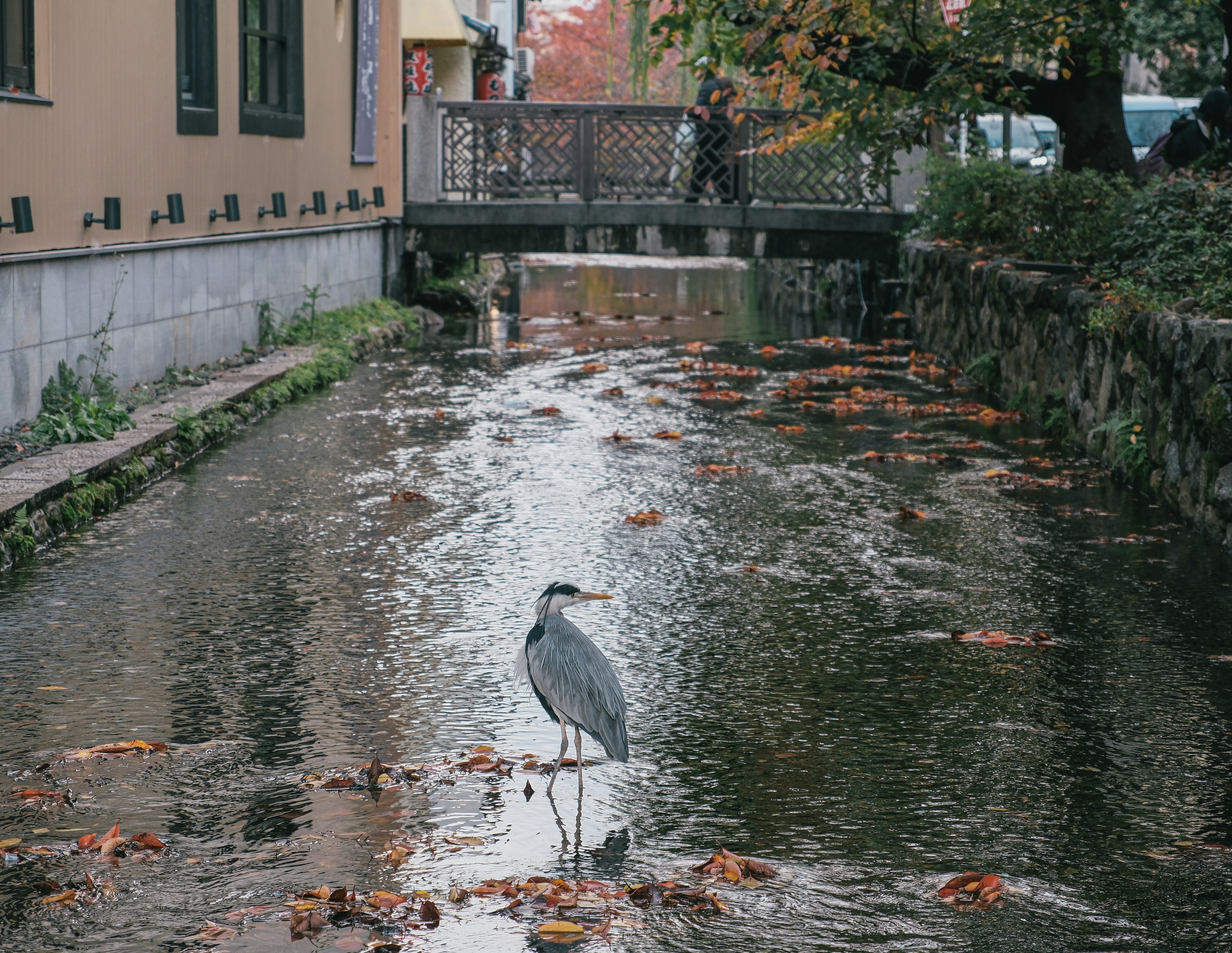 Heron in a rain-kissed canal by a quiet bridge