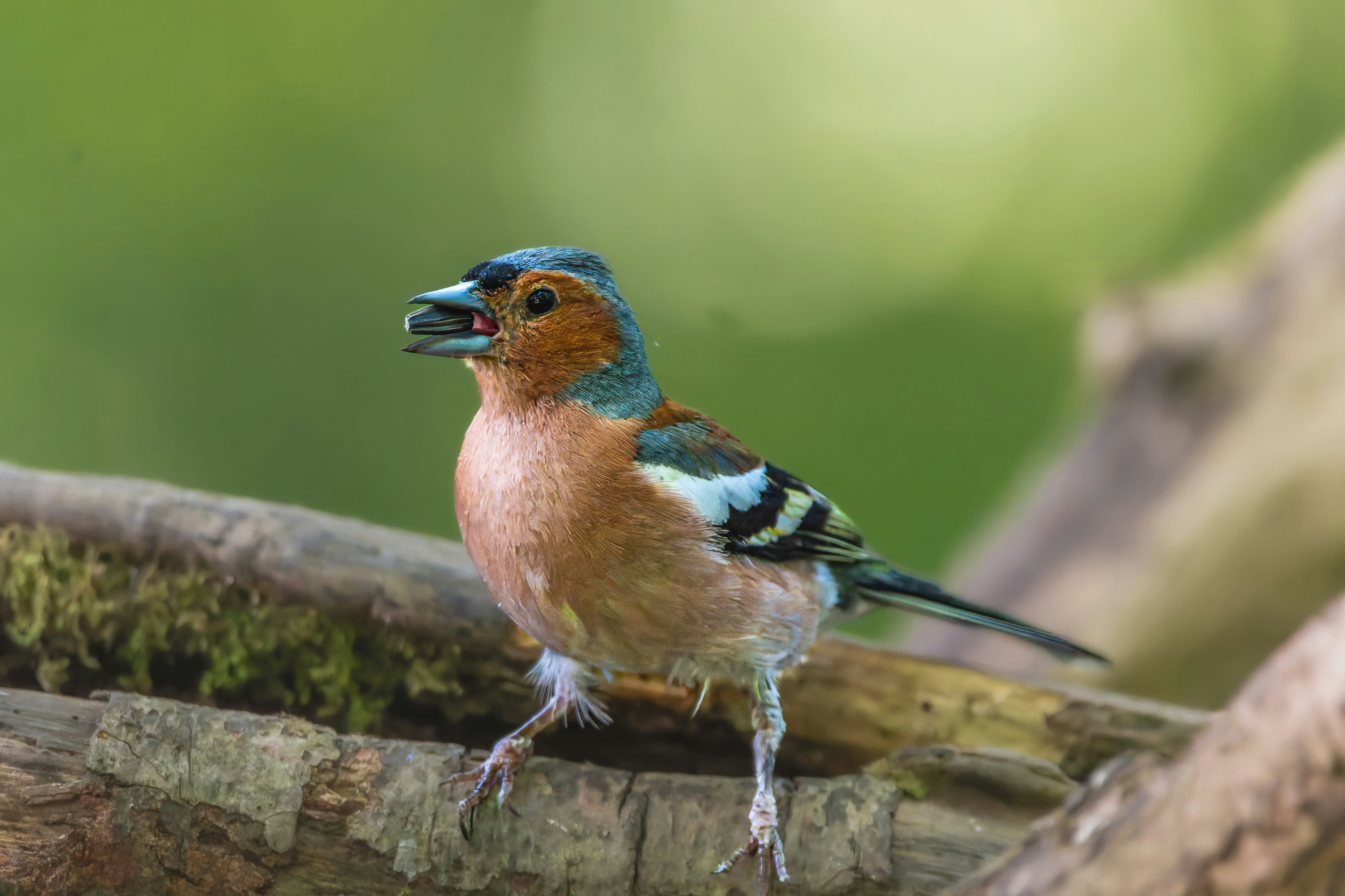 Photo by Siegfried Poepperl with Nikon Z8