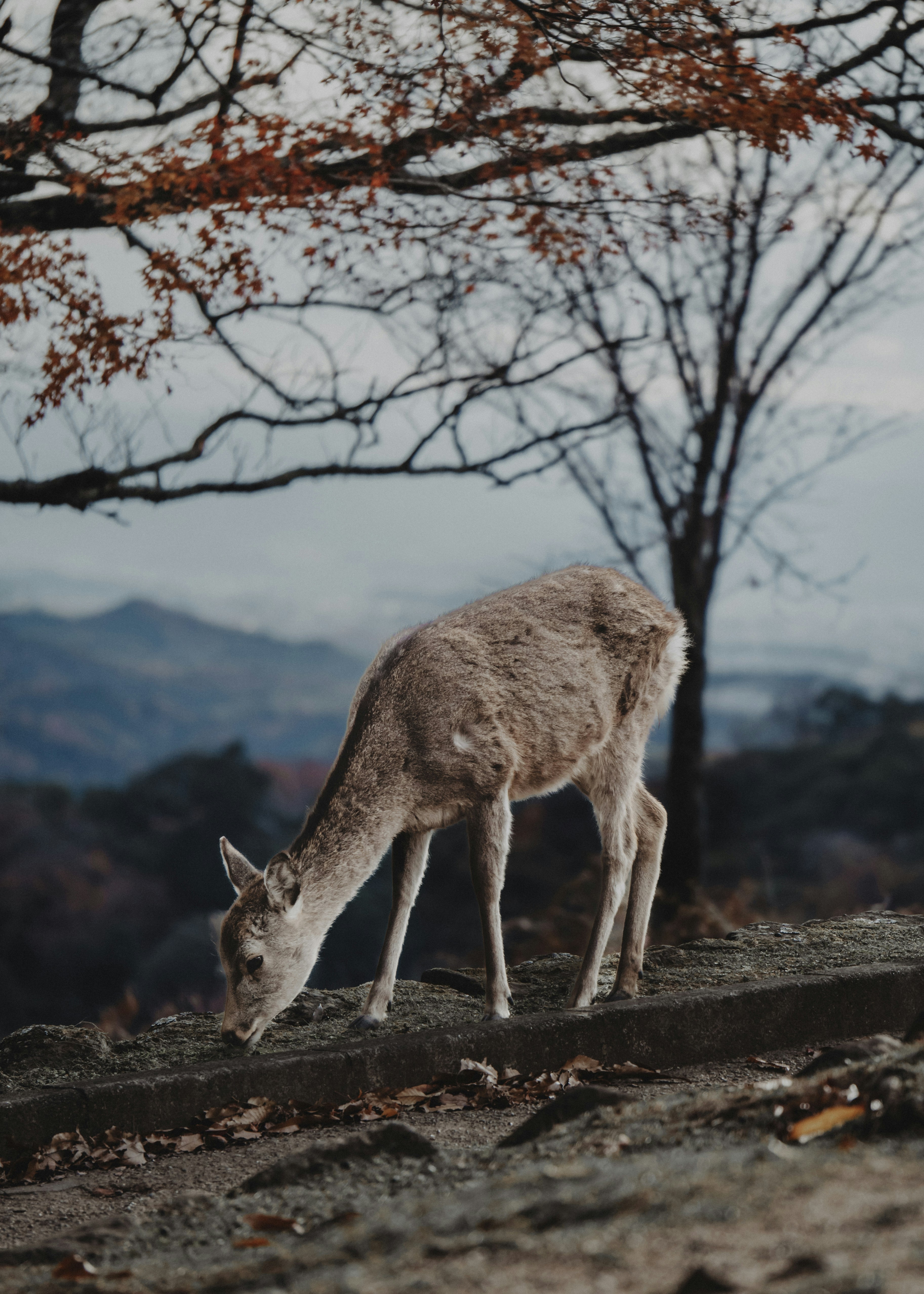 A small deer in winter in Nara