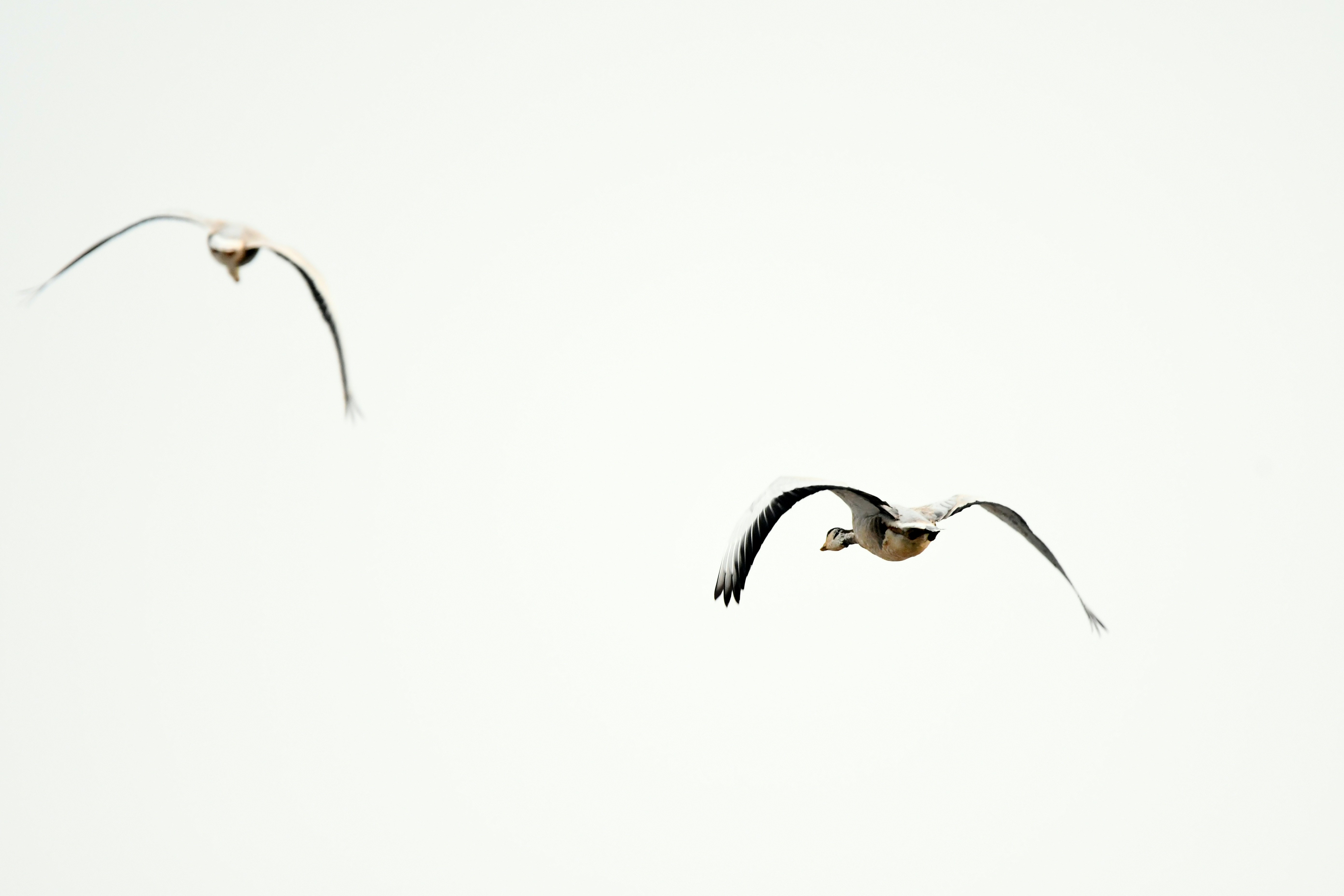 Two Gliding Hunters in a Bleached Sky