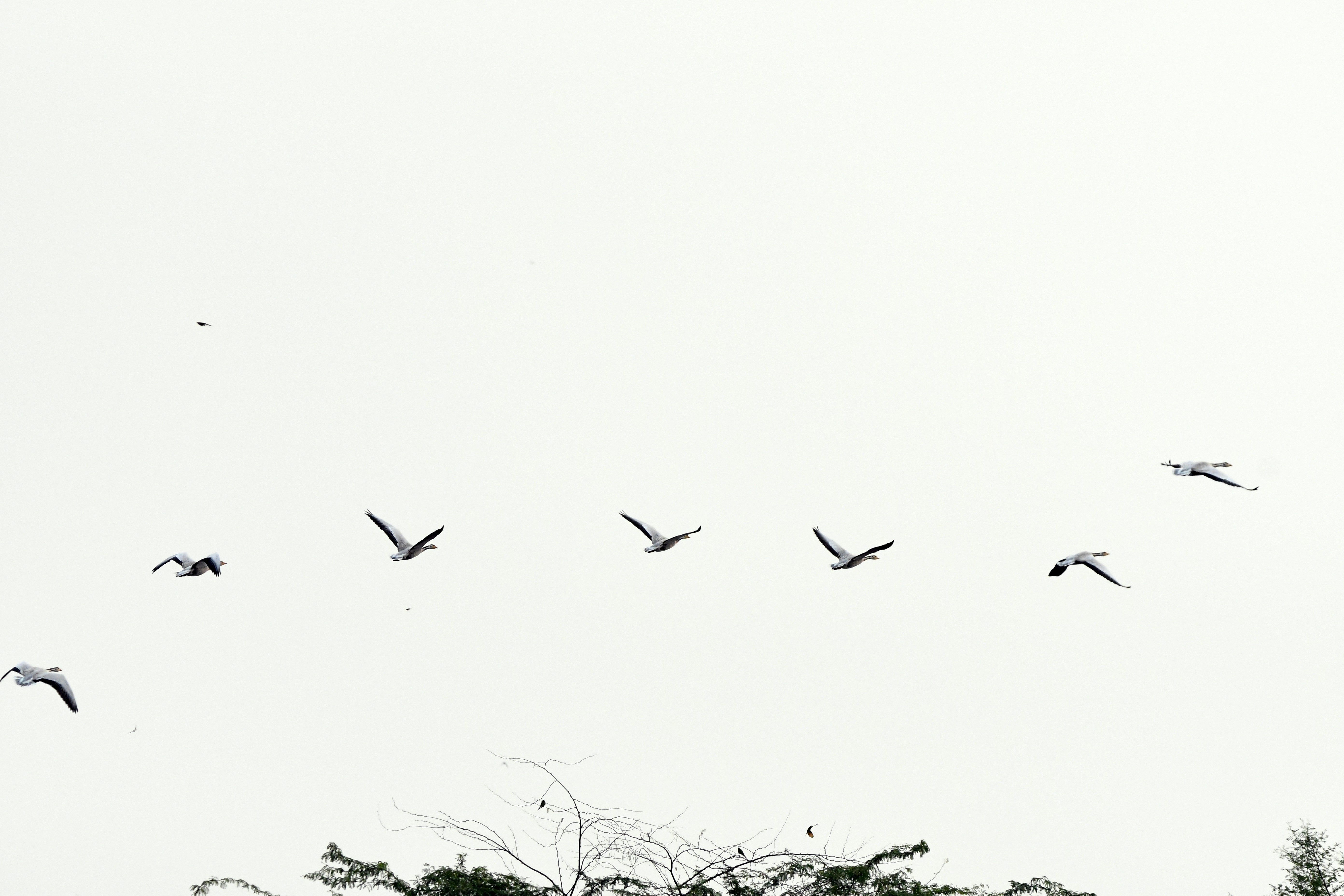 V-formation Silence: A Dawn Chorus Above the Horizon