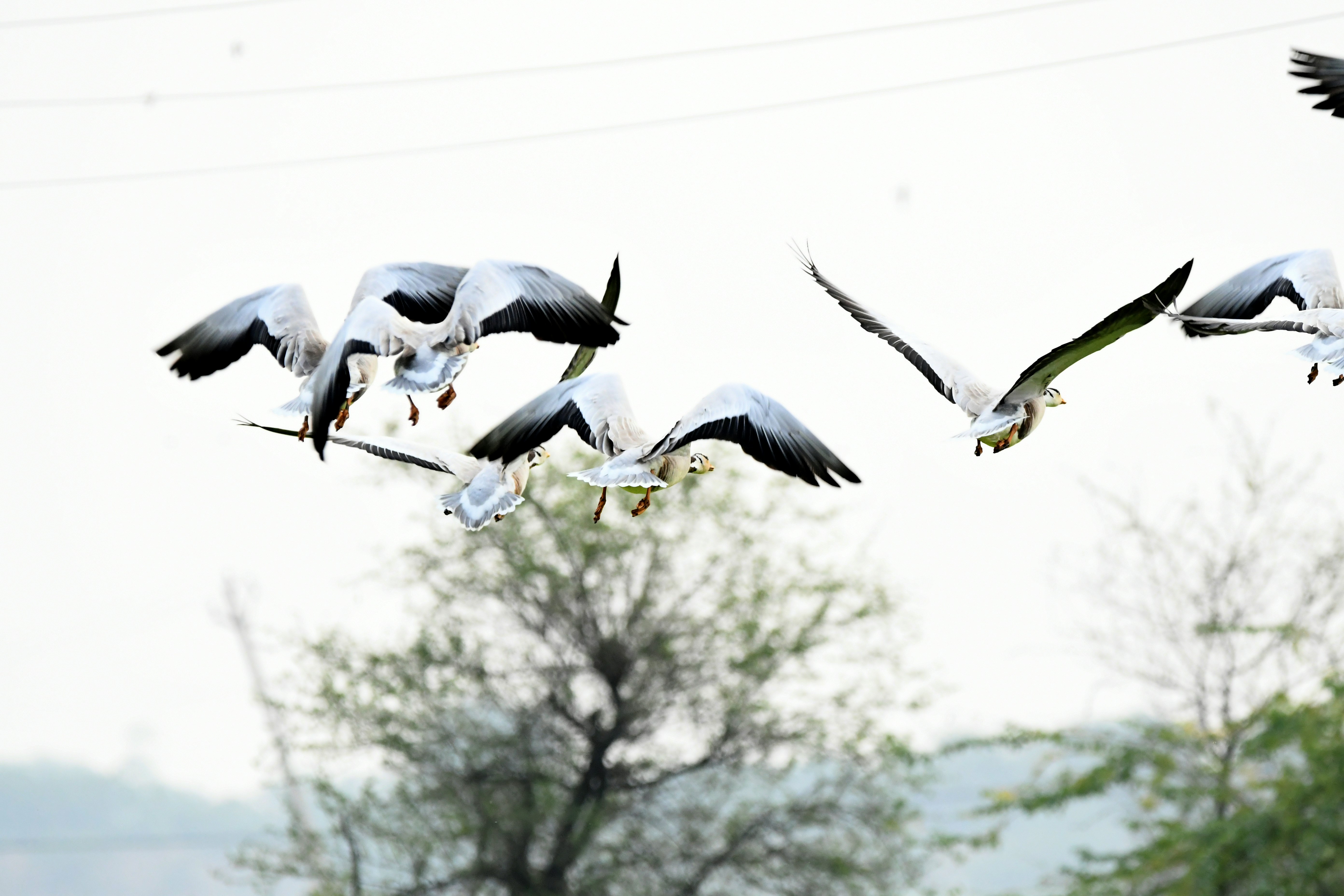V-formation in Dawn: Birds Take Flight Over Quiet Landscape
