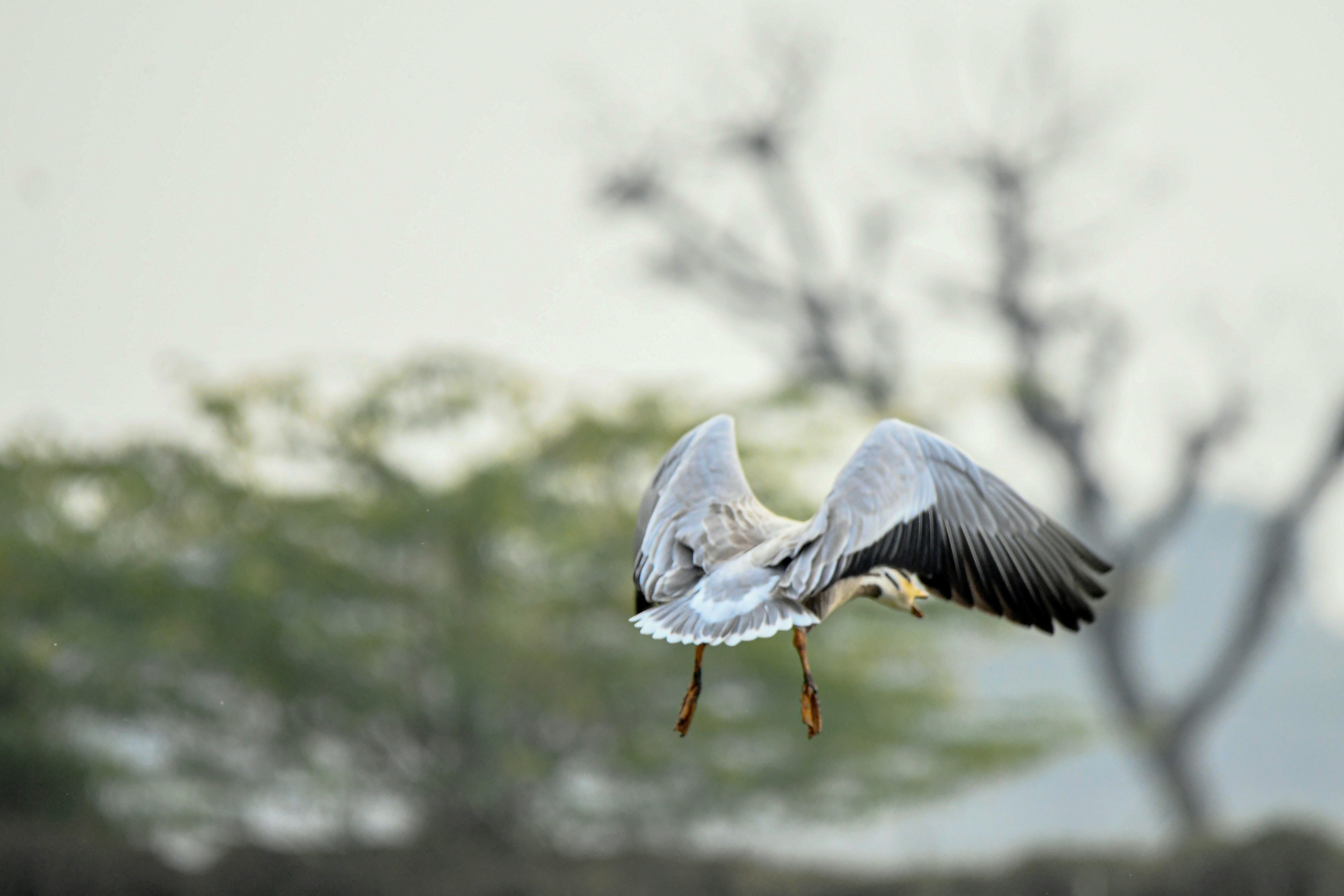 Winged Descent: A Heron in Mid-Glide over a Quiet Landscape