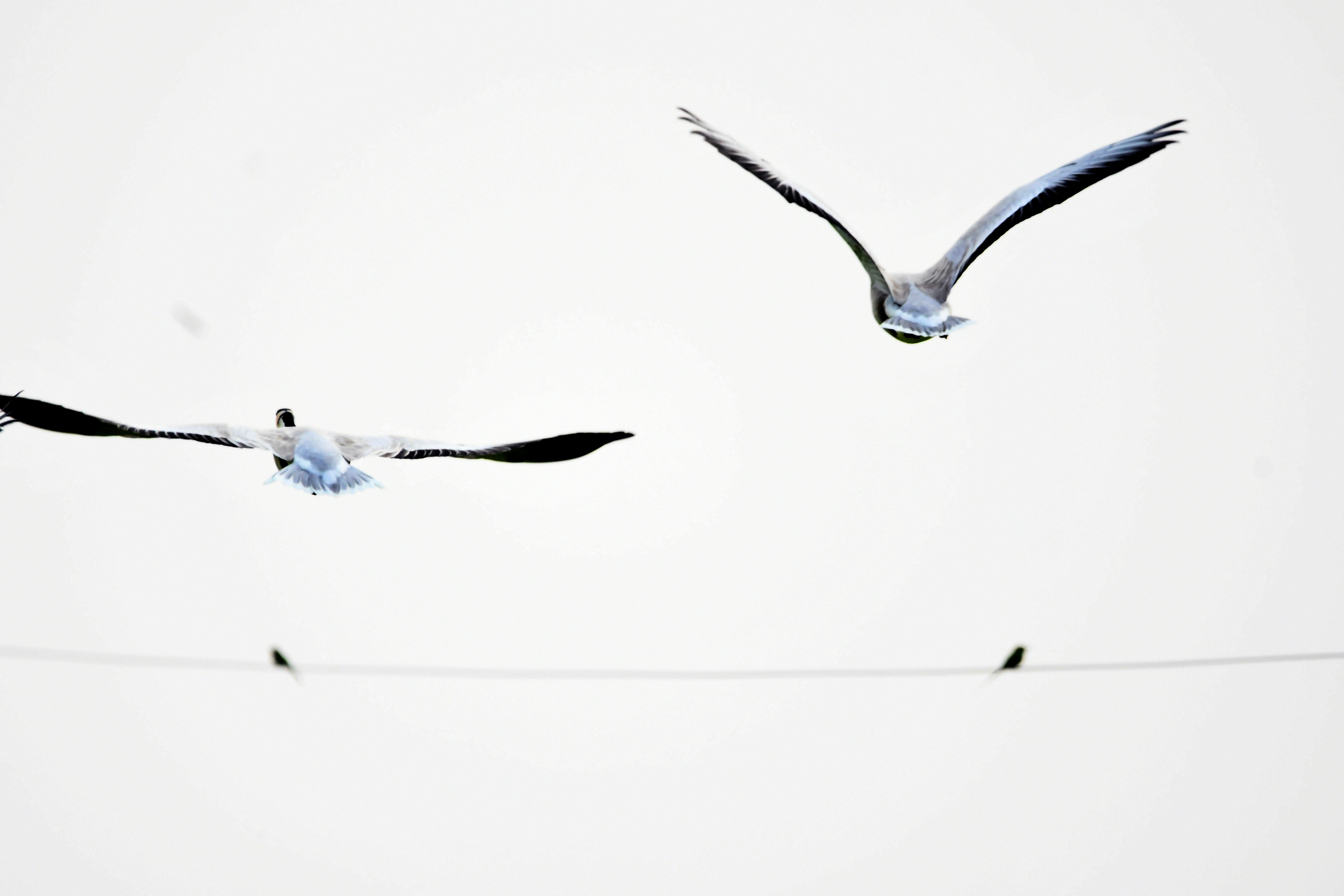 Two Seabirds in Flight Against a Bleached Sky