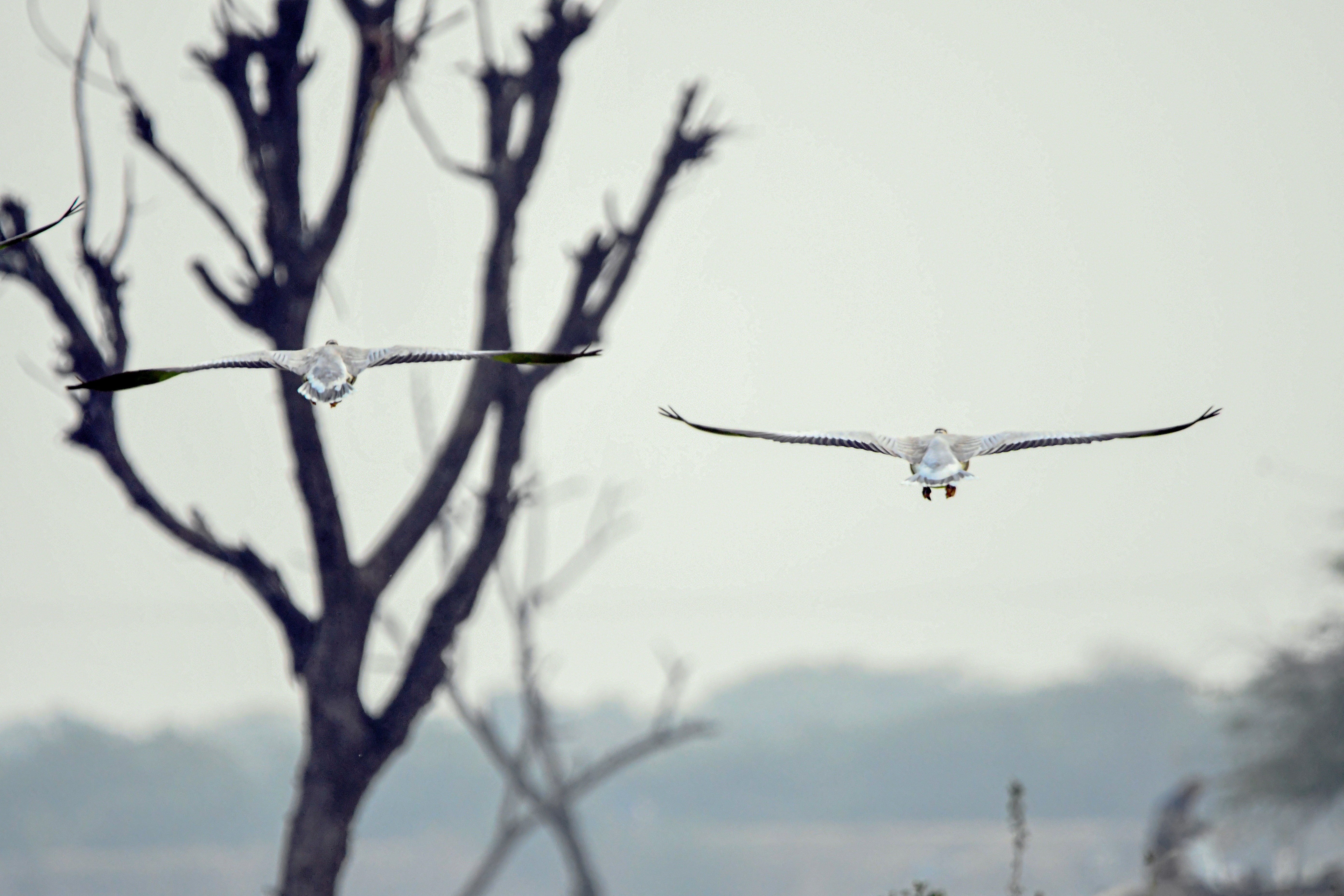Wingspan in Flight: Two Seabirds Over a Quiet Morning