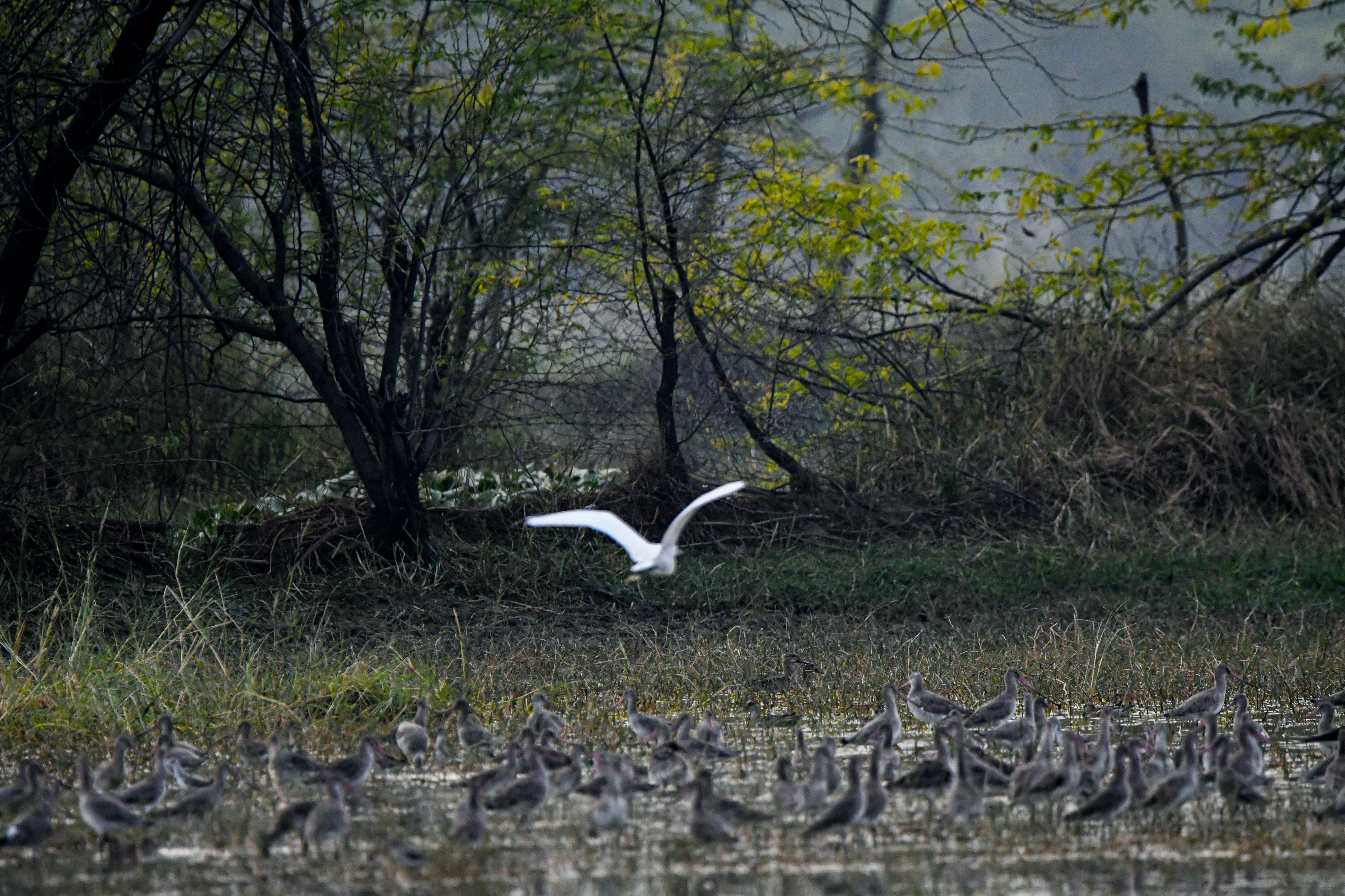 Mid-Flight White Gull Over a Marshline of Waders
