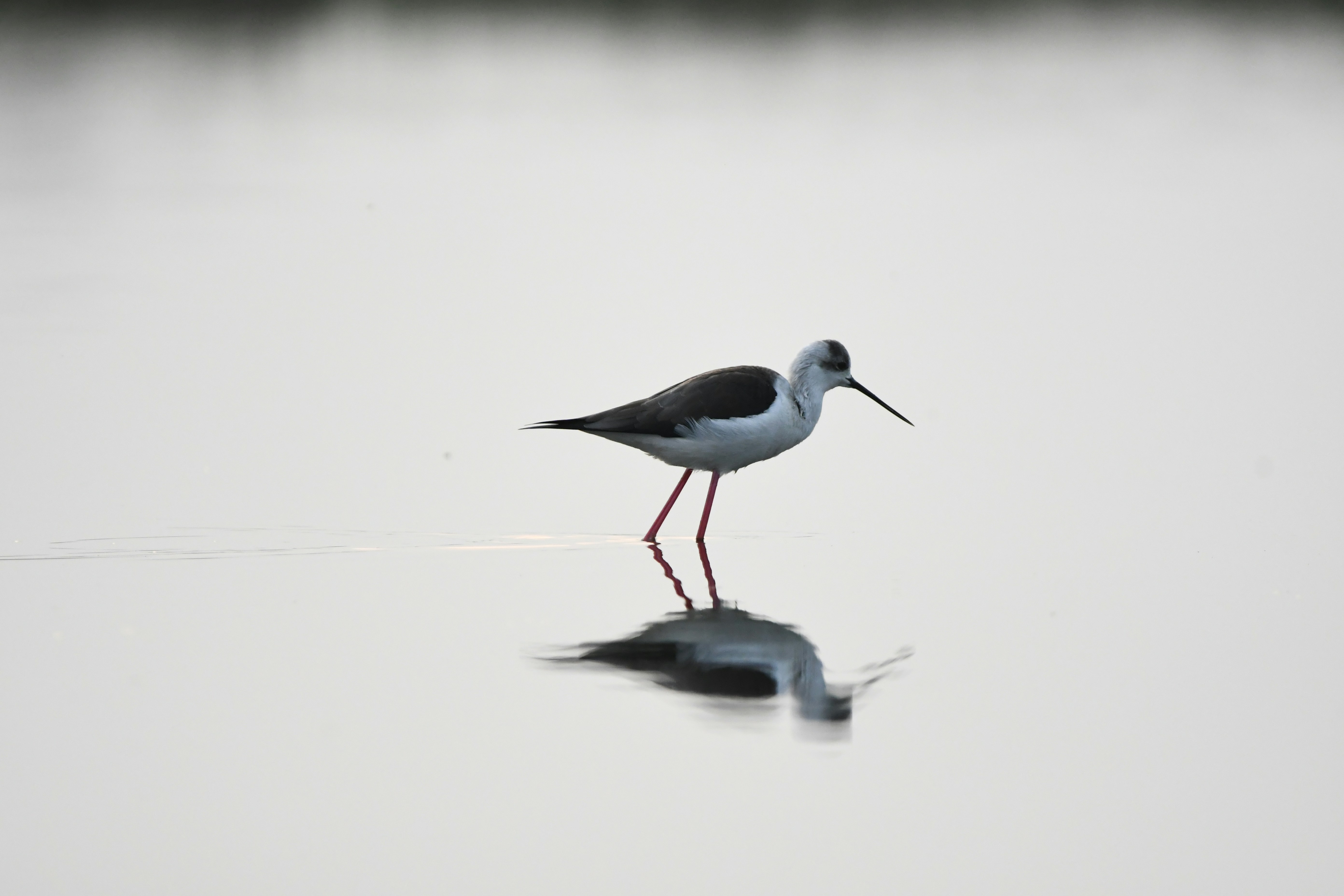 Photo by Amit Rai with Nikon D7500