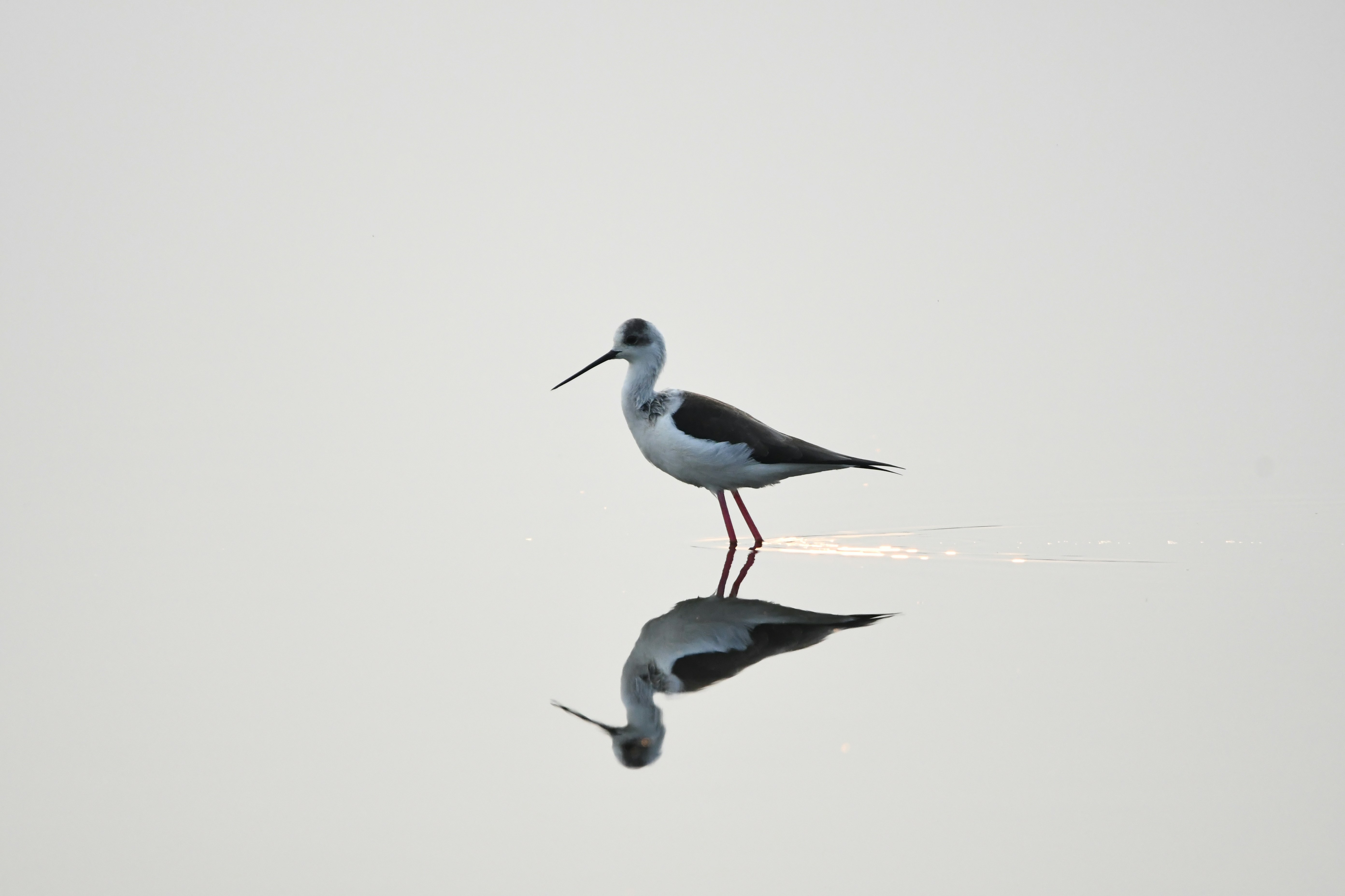 Photo by Amit Rai with Nikon D7500