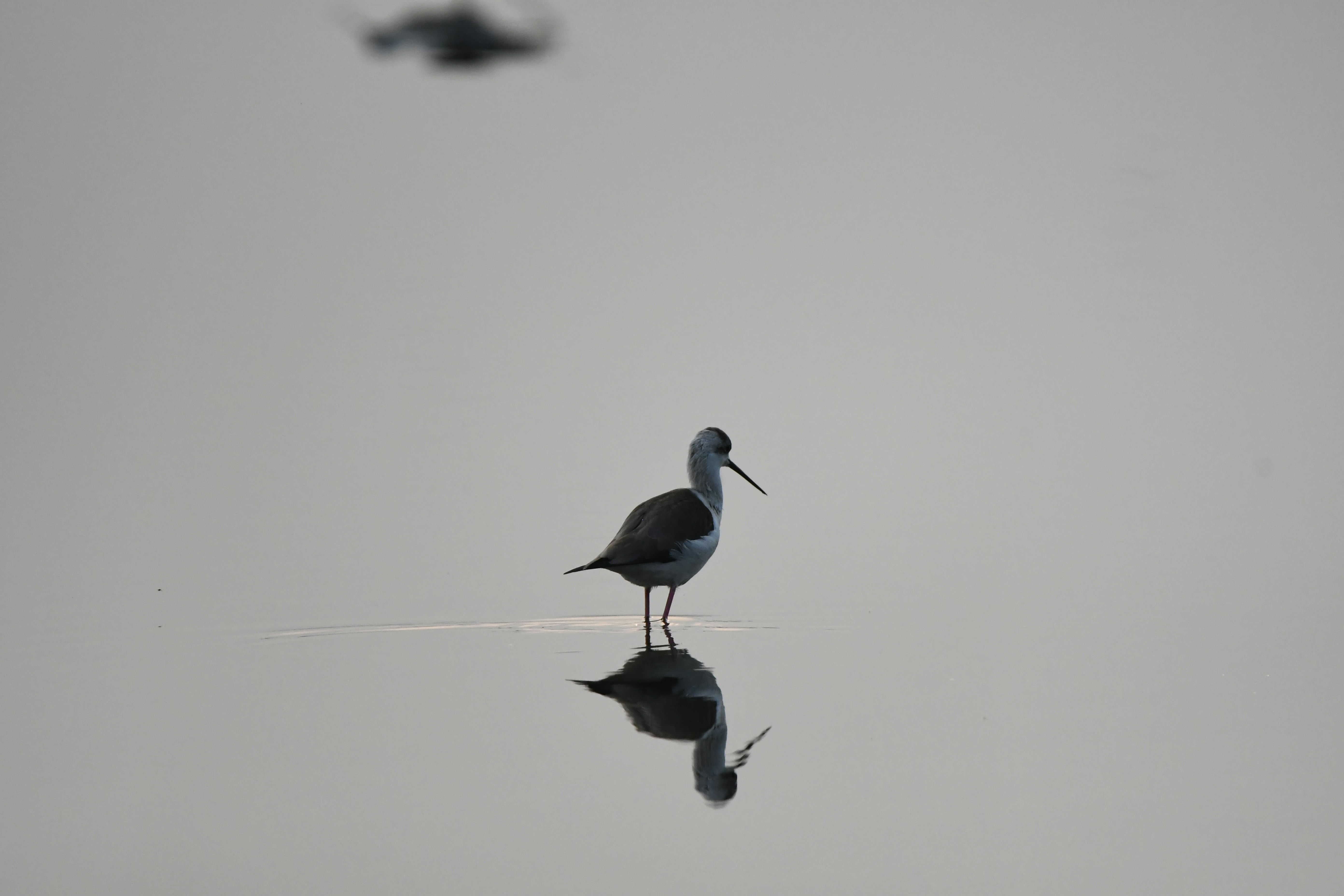 Silent Wader in a Misty Mirror