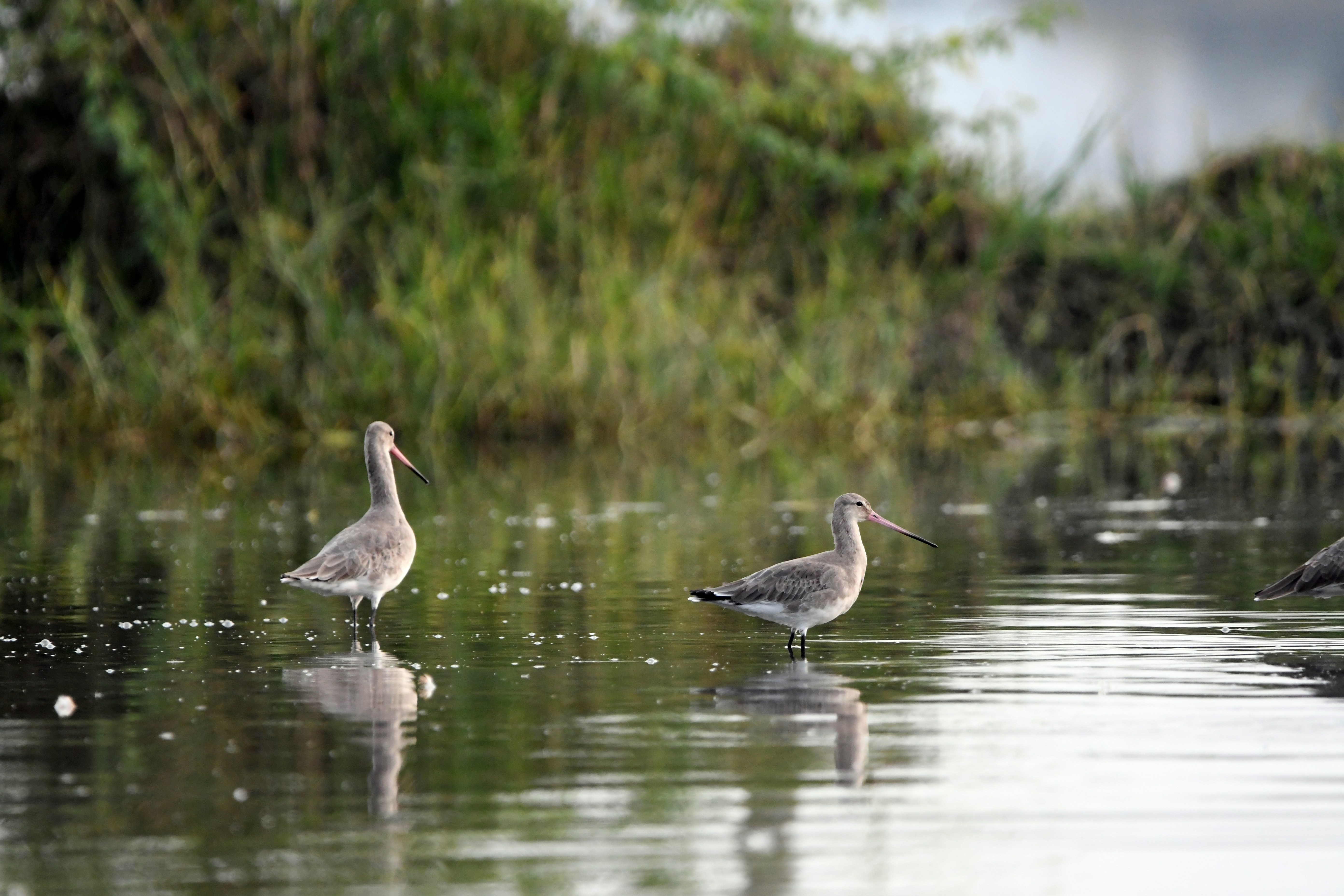 Photo by Amit Rai with Nikon D7500