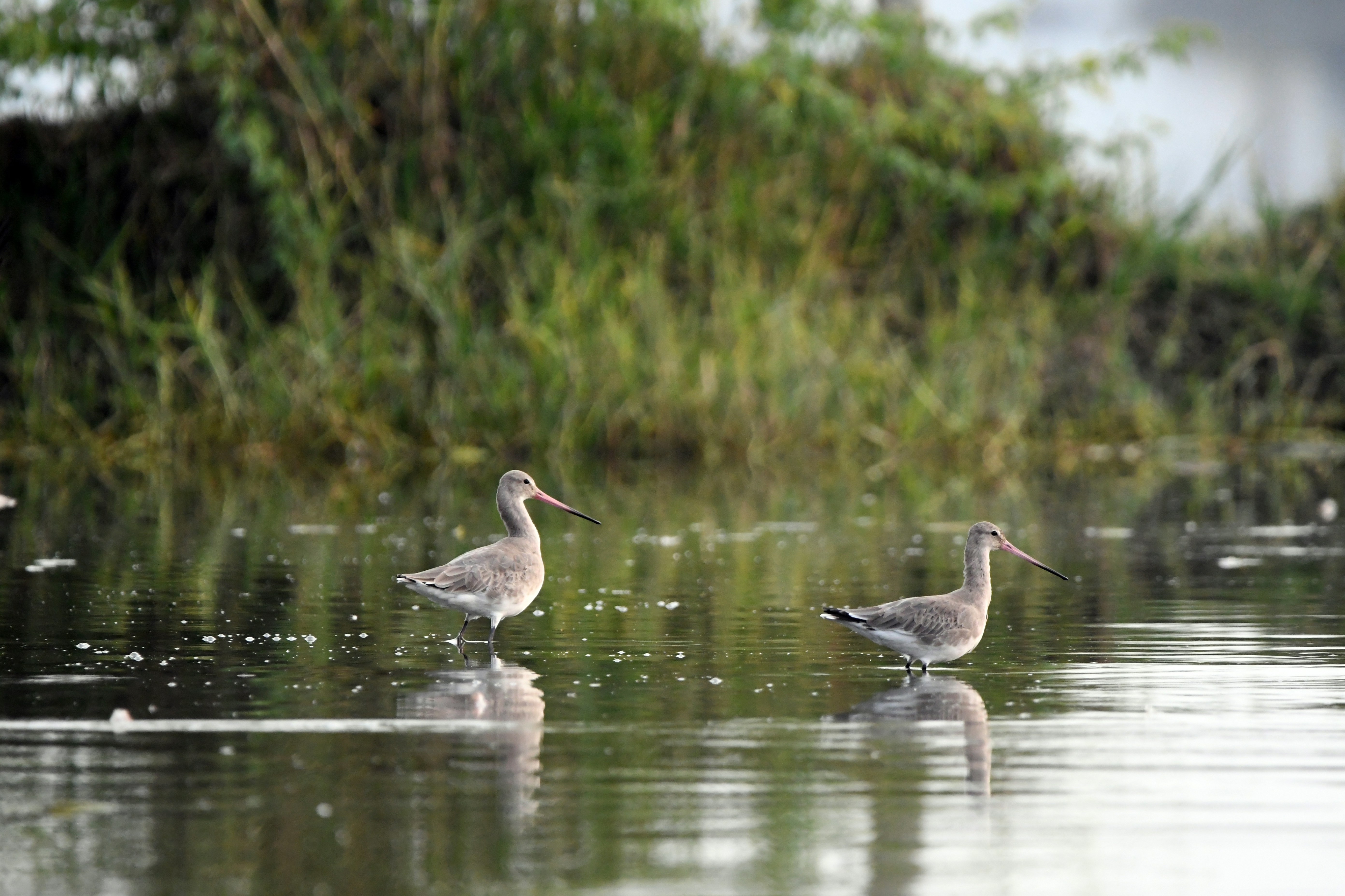 Photo by Amit Rai with Nikon D7500