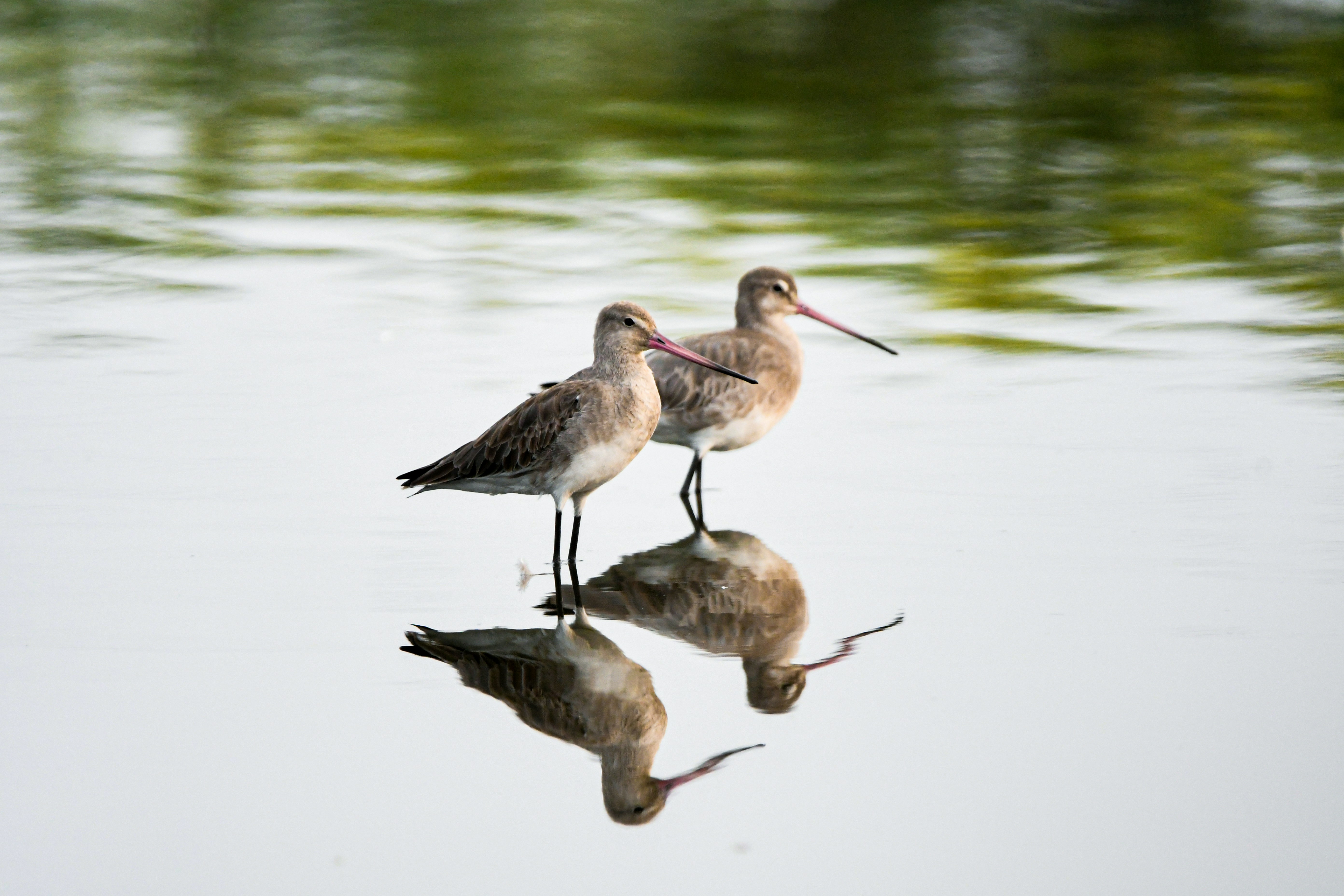 Photo by Amit Rai with Nikon D7500