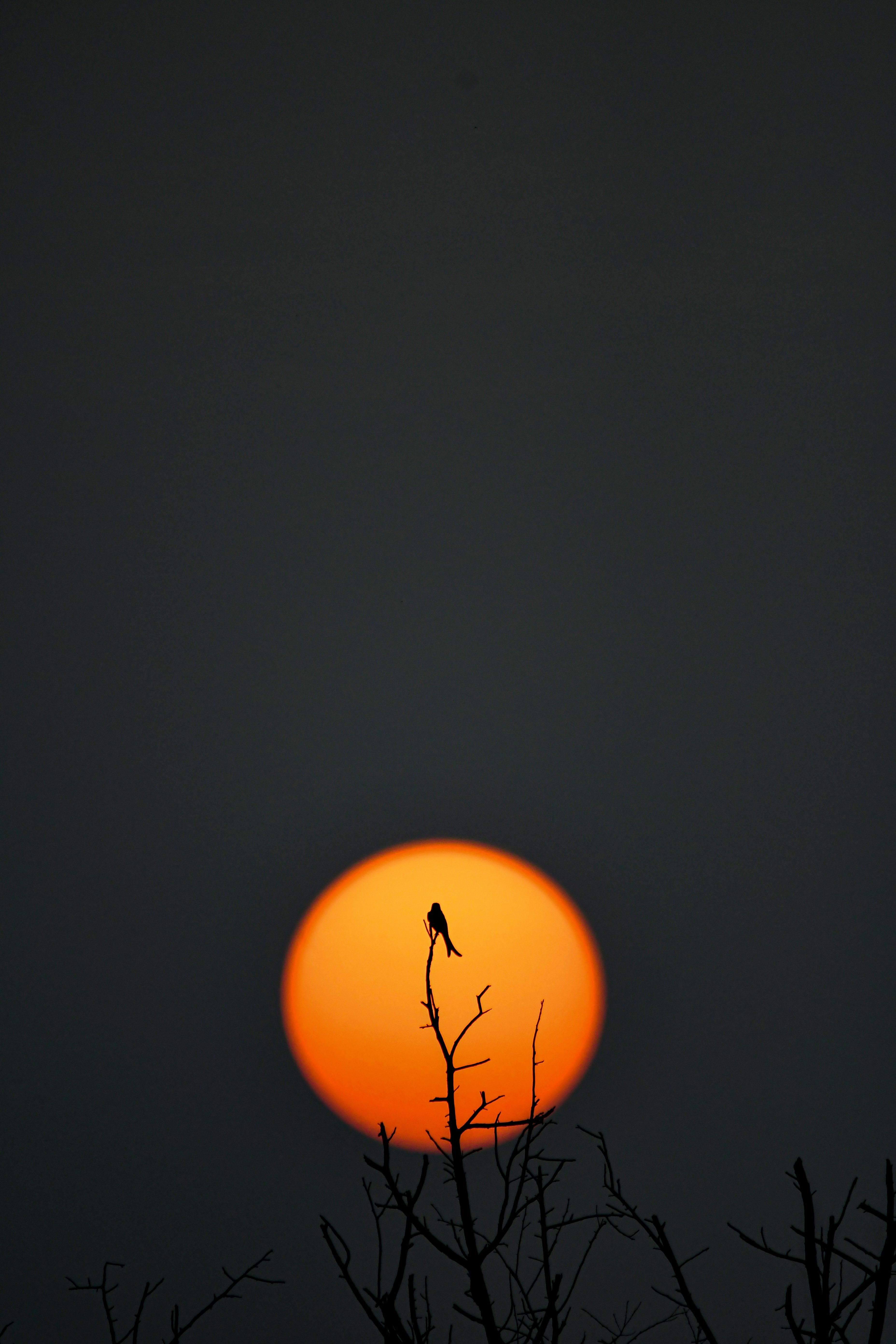 Sunset Silhouette on a Leafless Branch