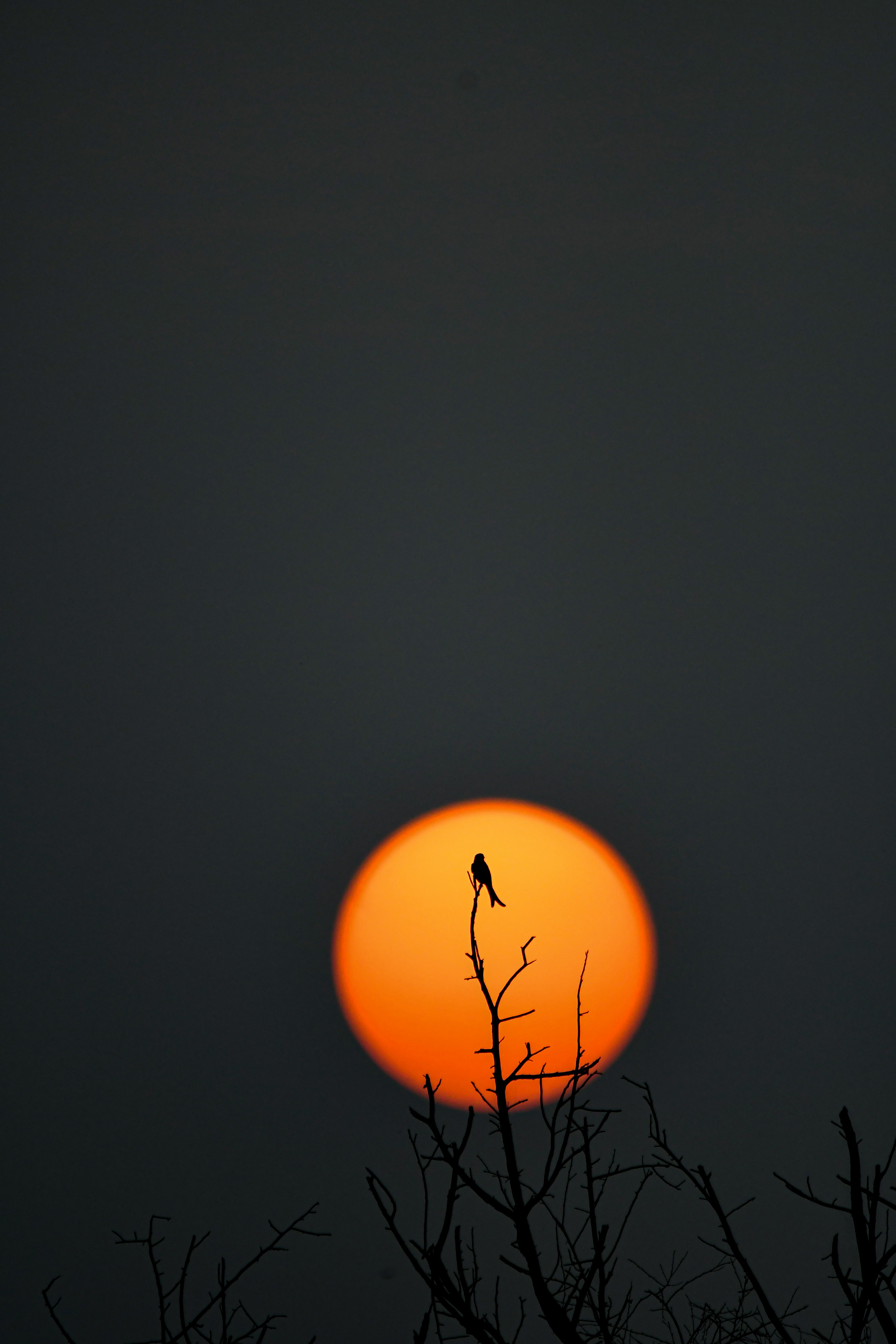 Sunset silhouette: a lone bird on a bare branch against a crimson sun