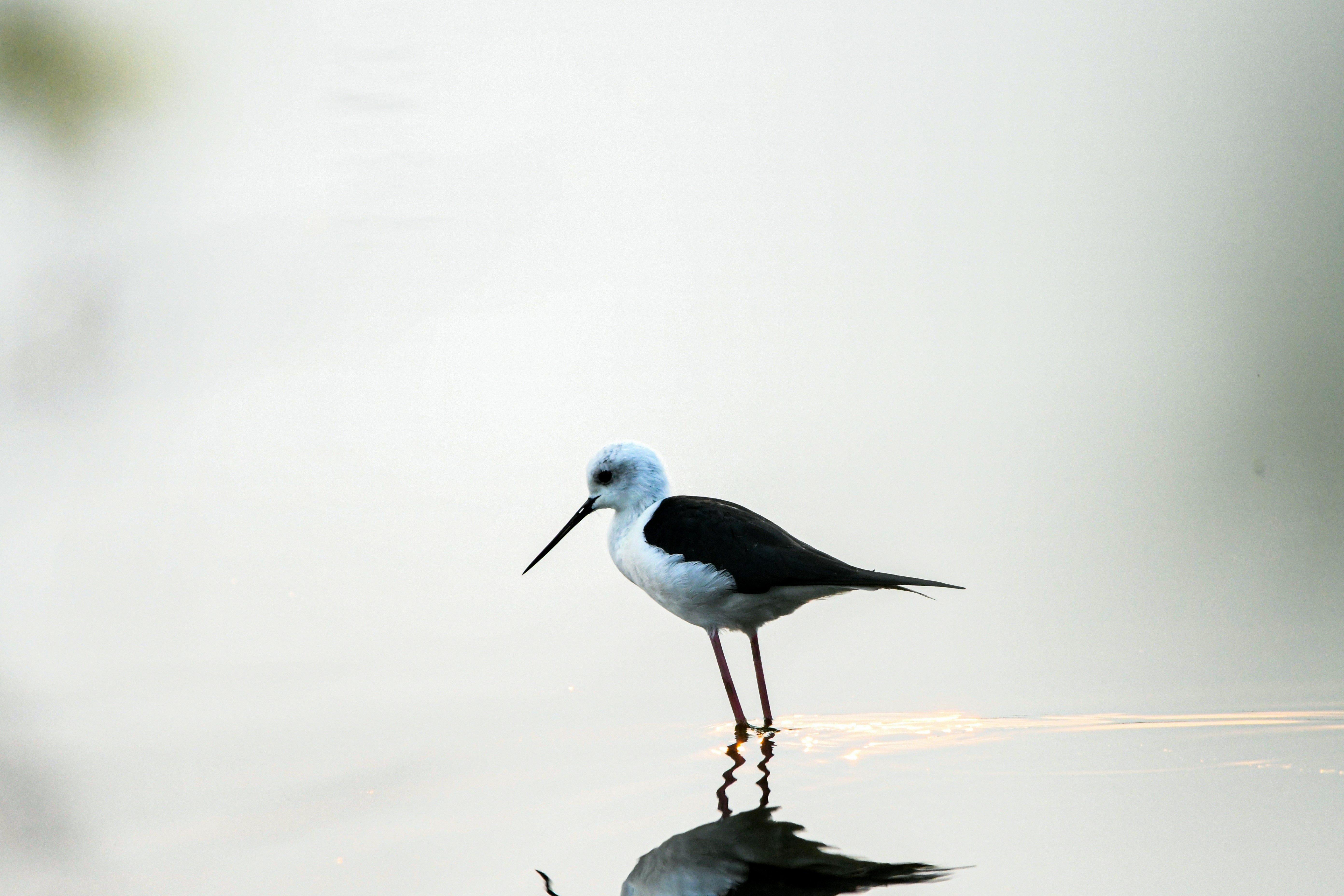 Photo by Amit Rai with Nikon D7500