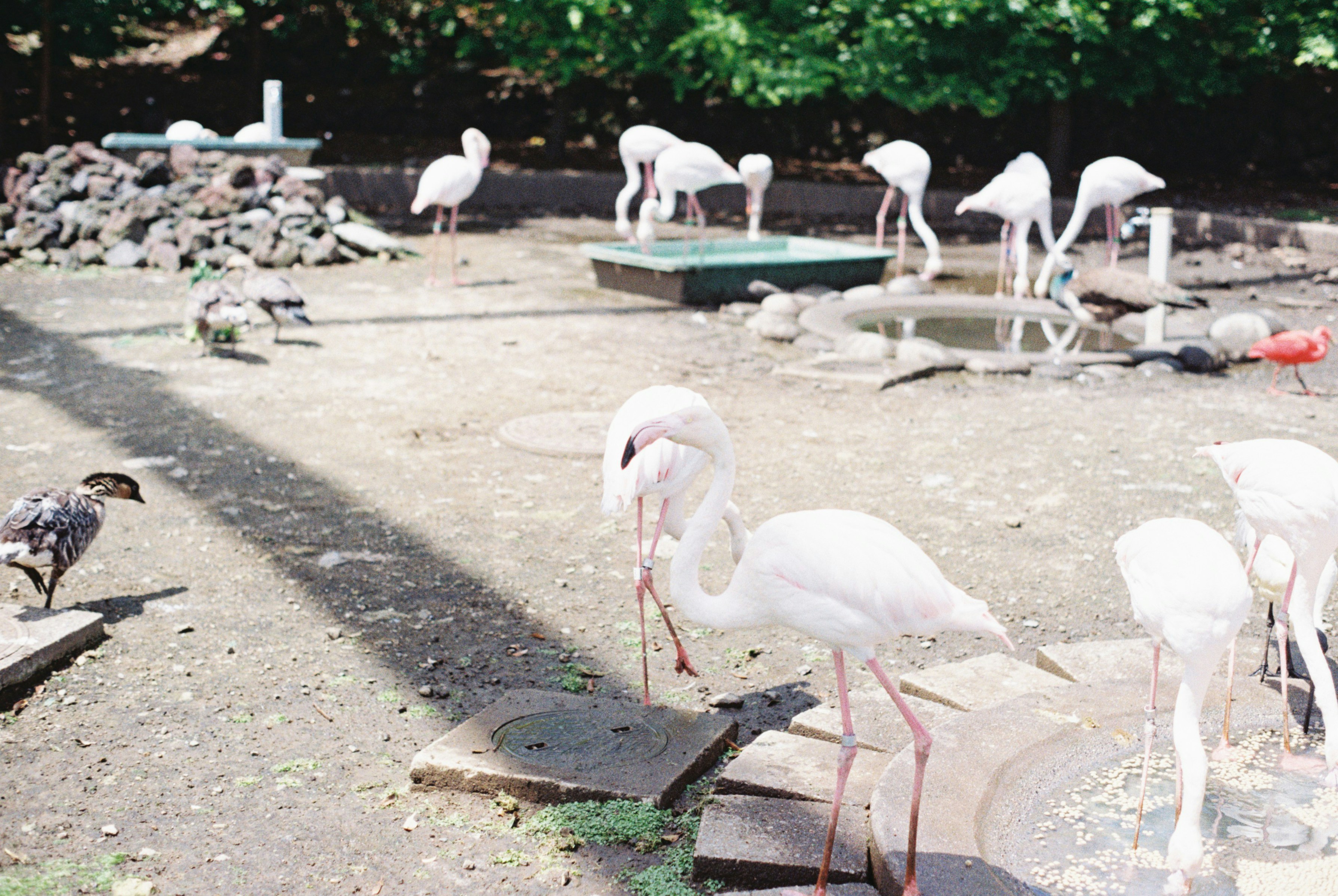 Flamingo Court: A Cluster of Graceful Birds by the Shore