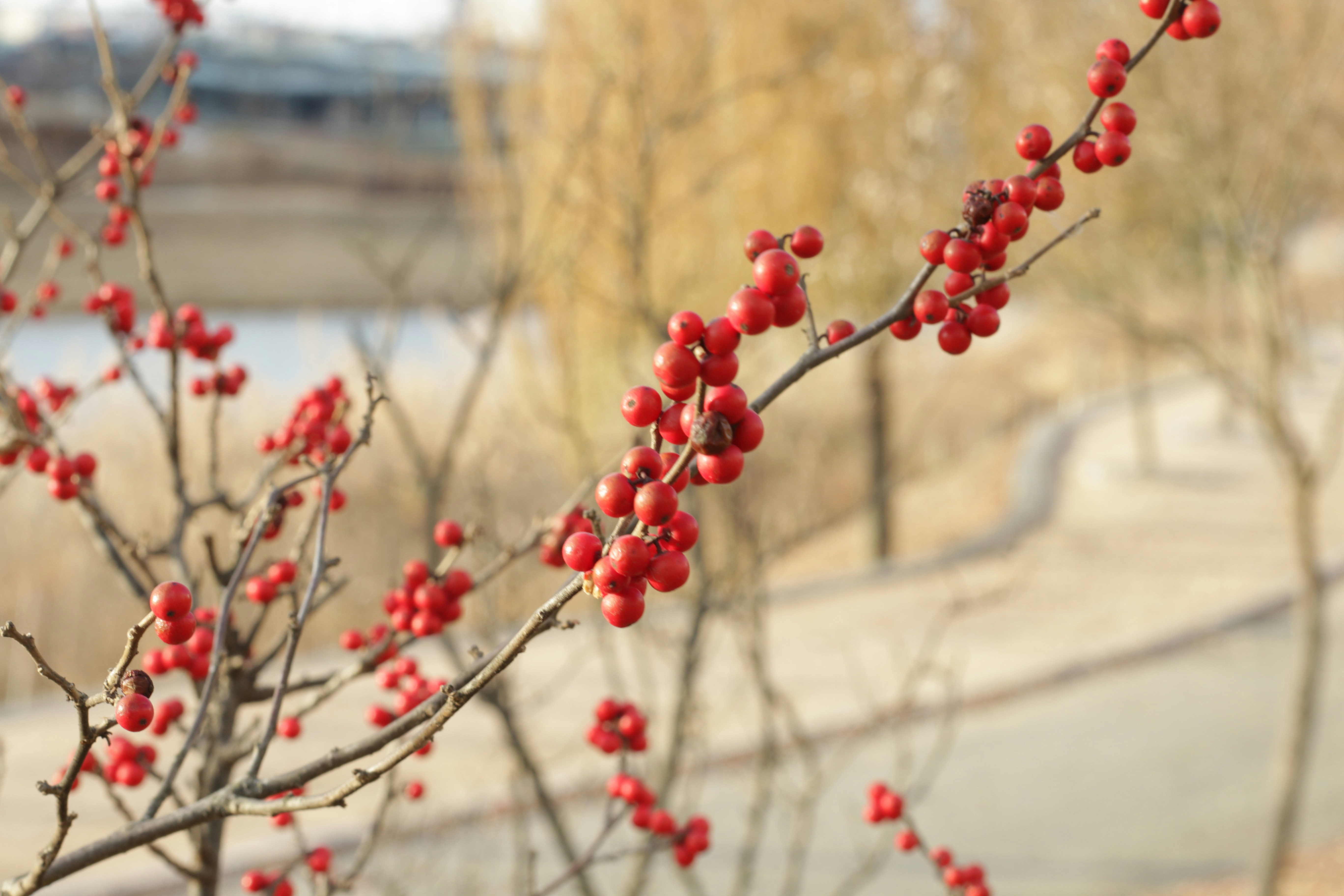 Red Berries in Soft Focus Along a Riverside Path