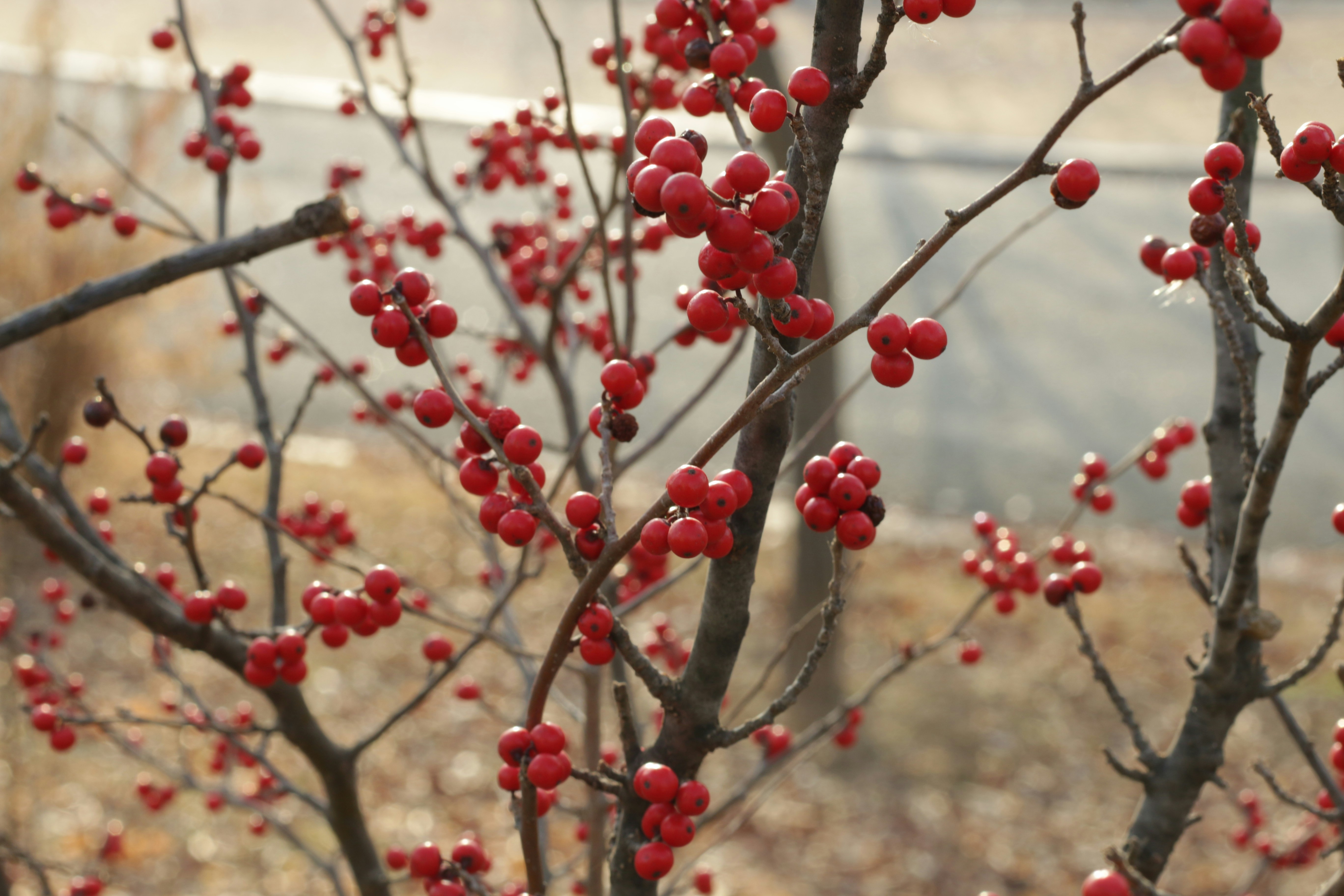 Photo by Choi Chulho with Canon EOS 70D