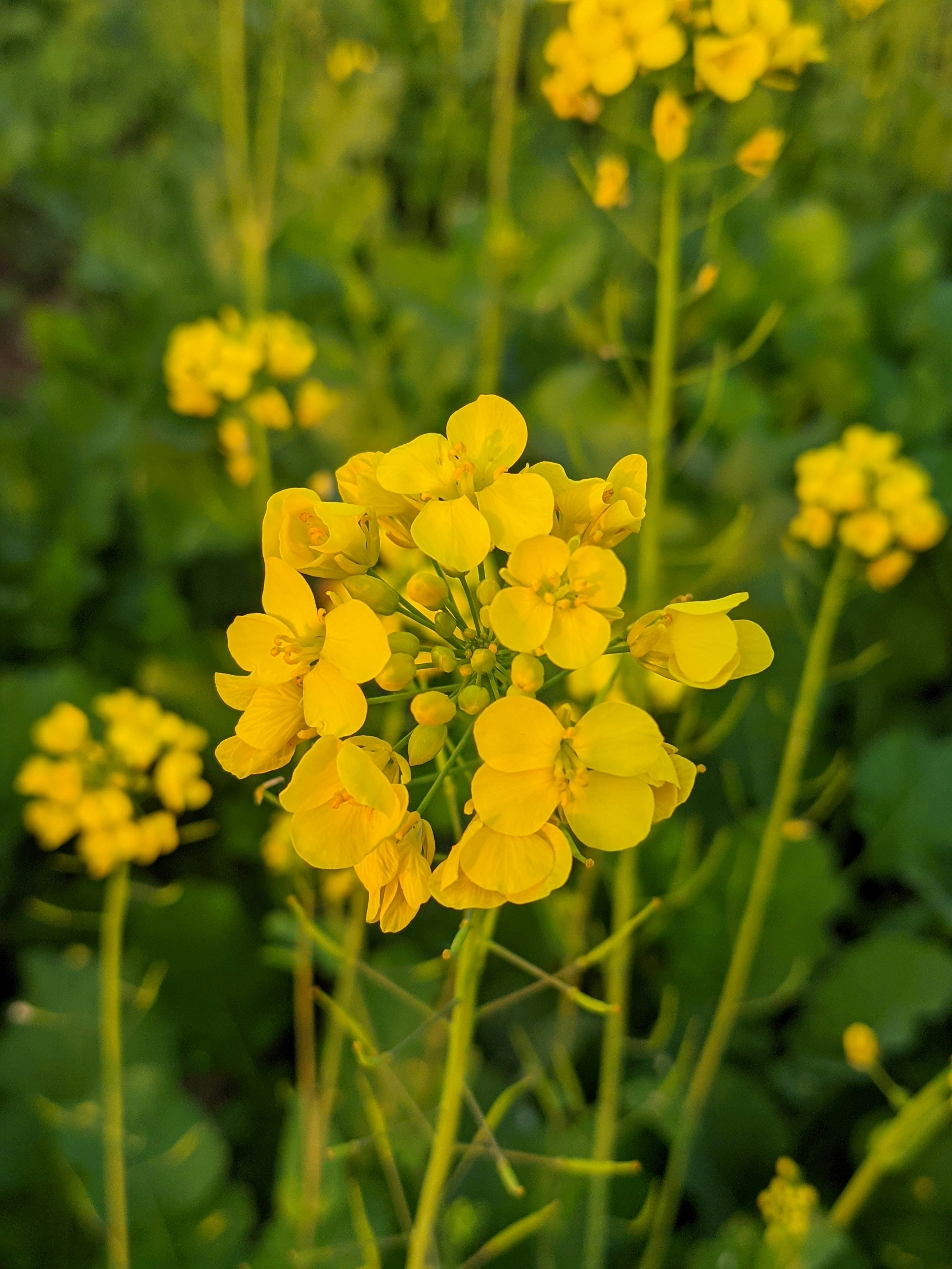 A macro shot of a blooming yellow mustard flower captured in a natural green field. The soft sunlight enhances the delicate details of the petals and buds, reflecting the peaceful beauty of rural life and seasonal change. Ideal for themes like nature, agriculture, simplicity, and growth.