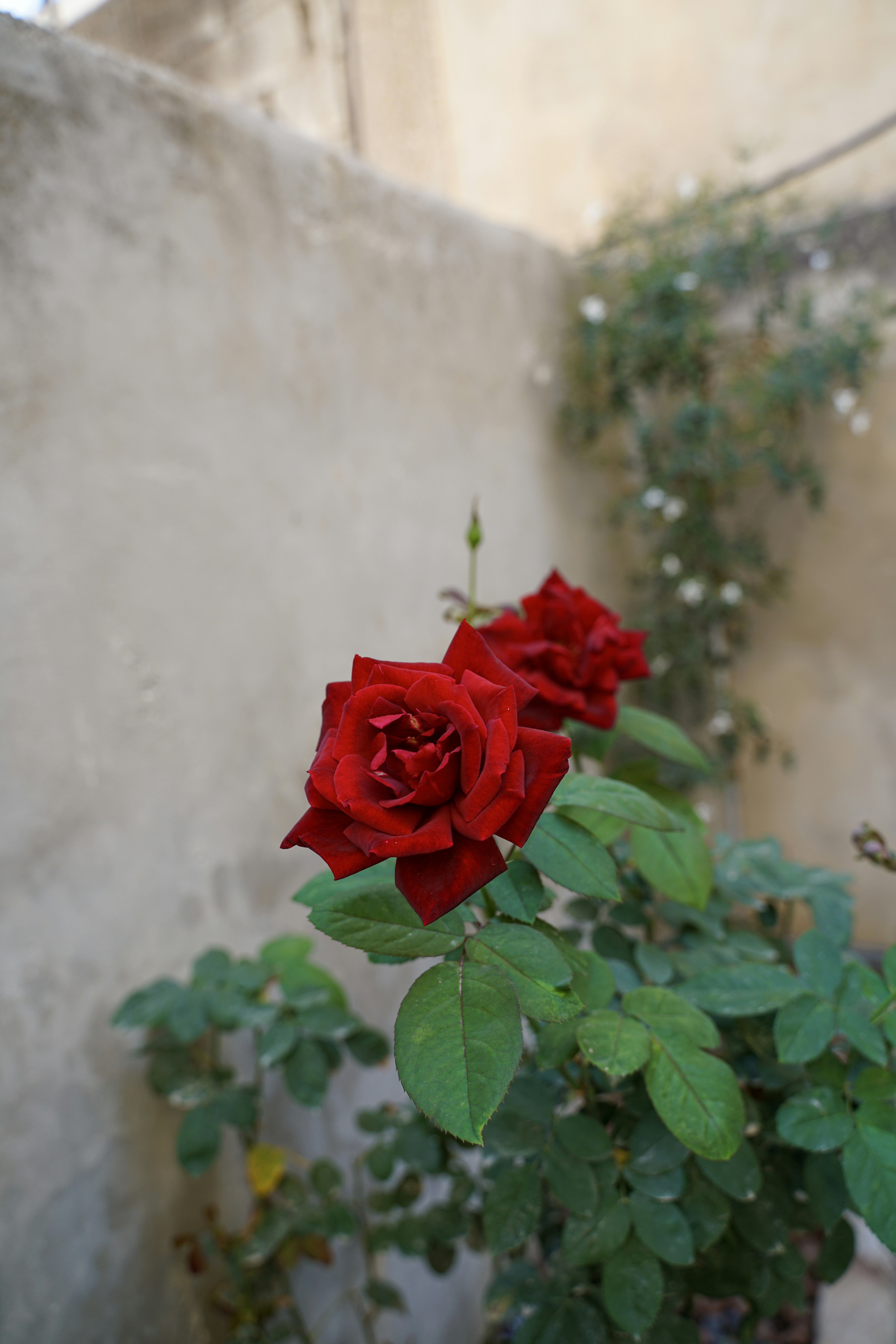 Scarlet Bloom in a Quiet Walled Garden