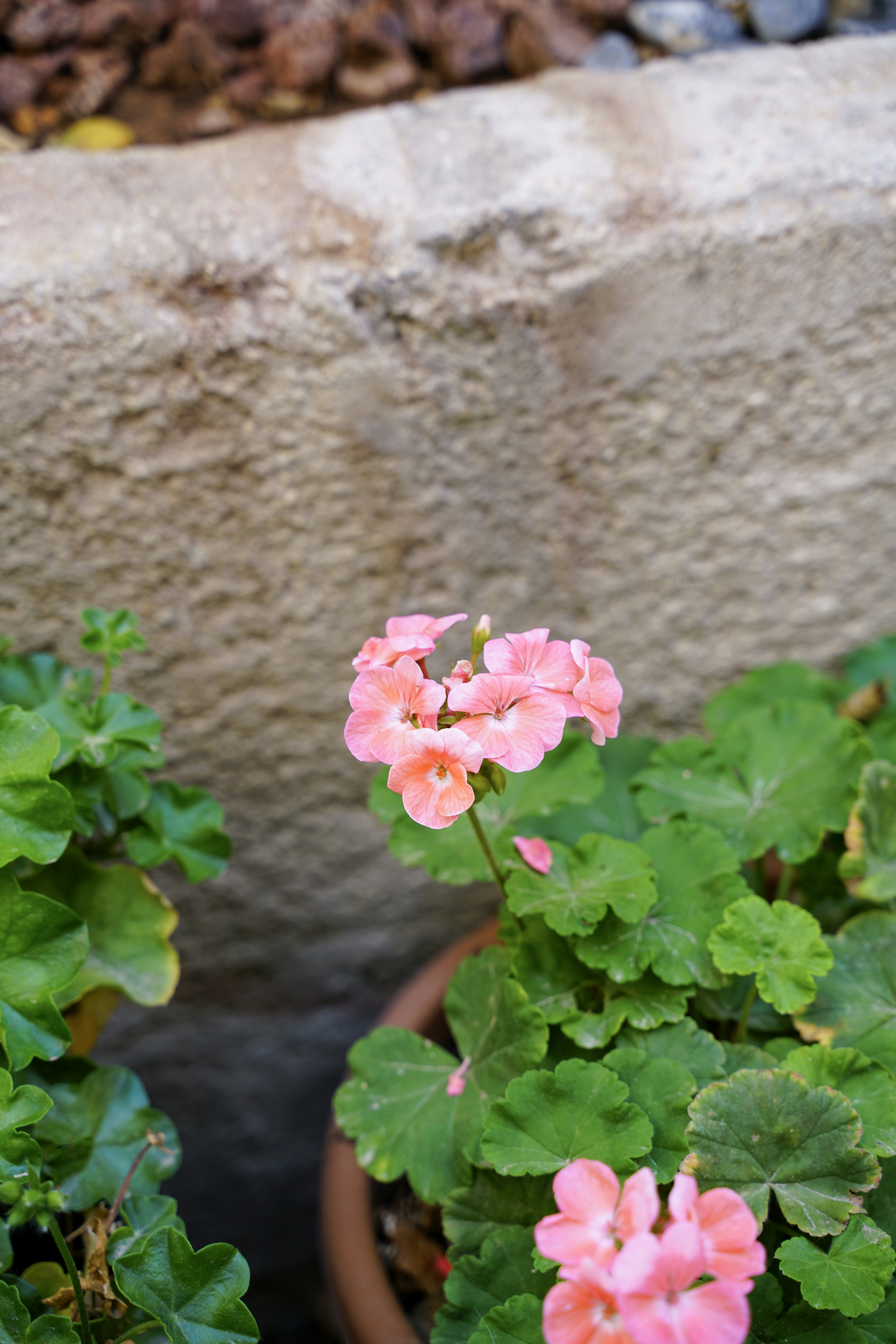 Pink Petal Cluster with Green Foliage at Rustic Wall