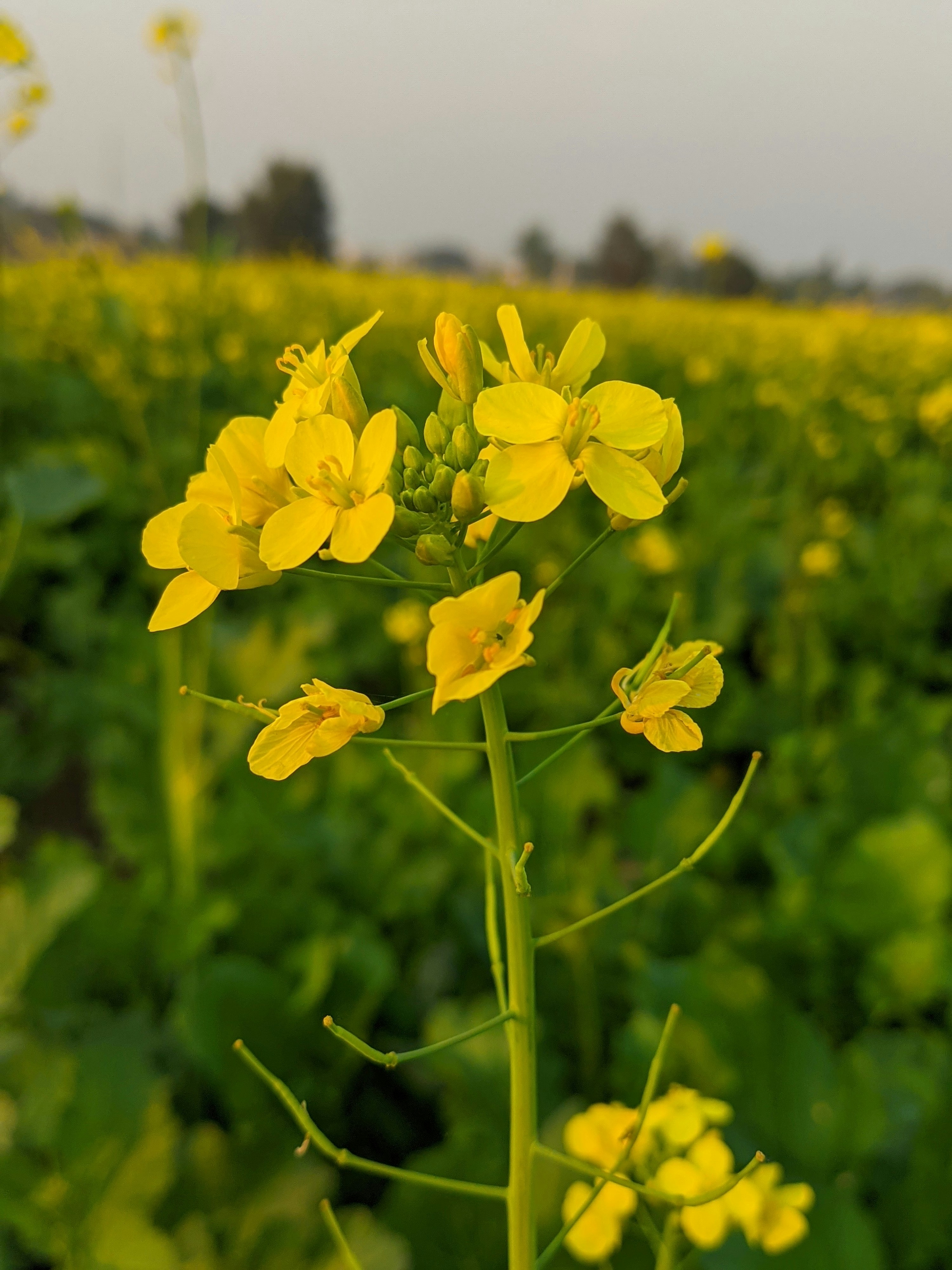 A close-up view of bright yellow mustard flowers blooming in a sunlit field. The soft background blur highlights the delicate petals and fresh green stems, capturing the peaceful beauty of rural farmland during the golden hour.