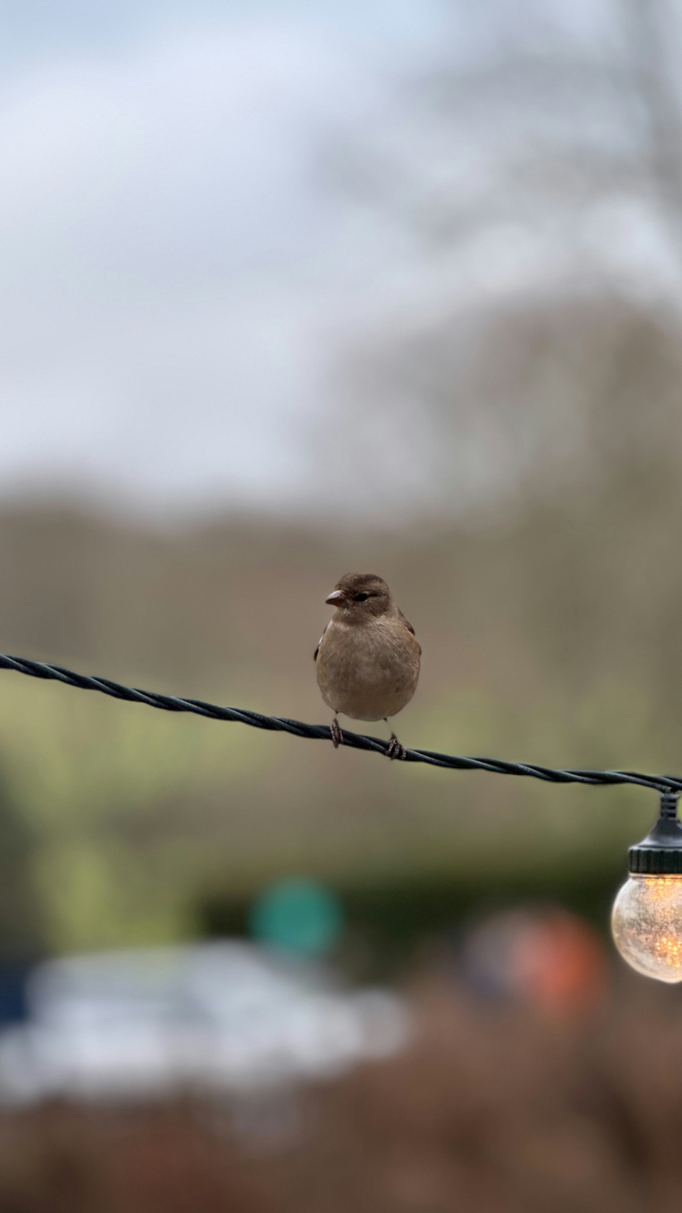 Tiny Songbird on a Wire: A Moment of Perch and Quiet