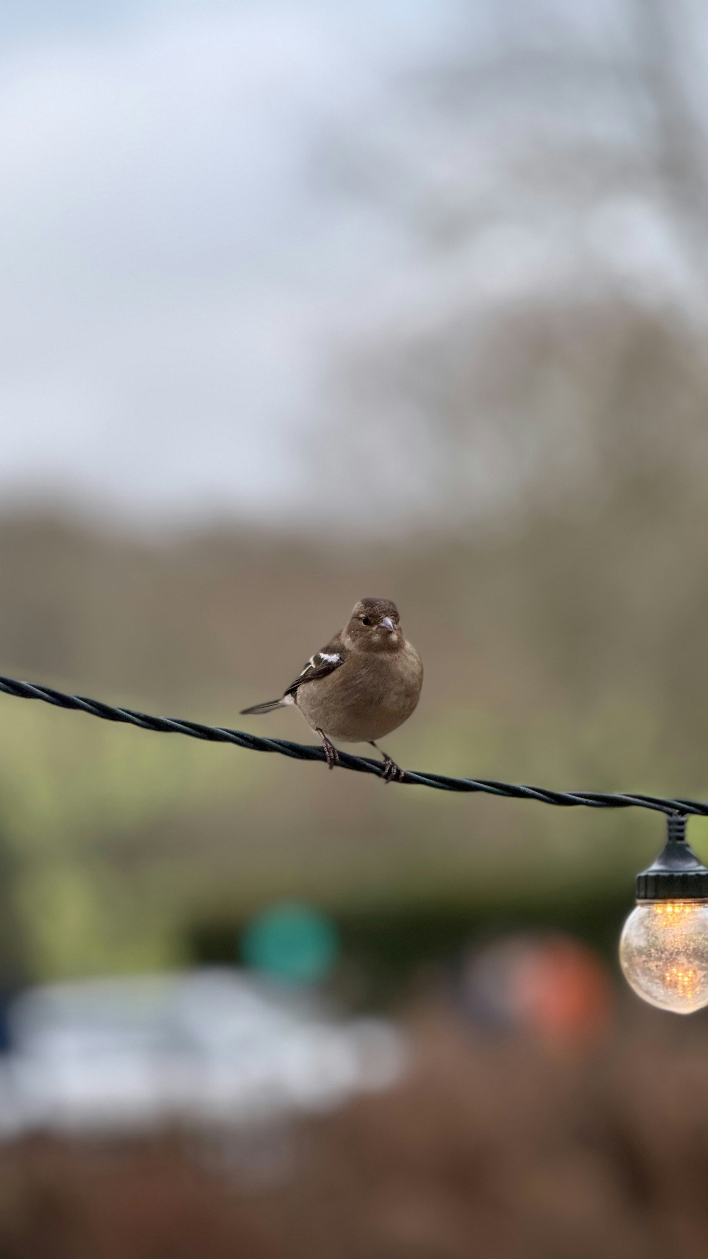 Photo by Russell Felix with Apple iPhone 16 Pro Max