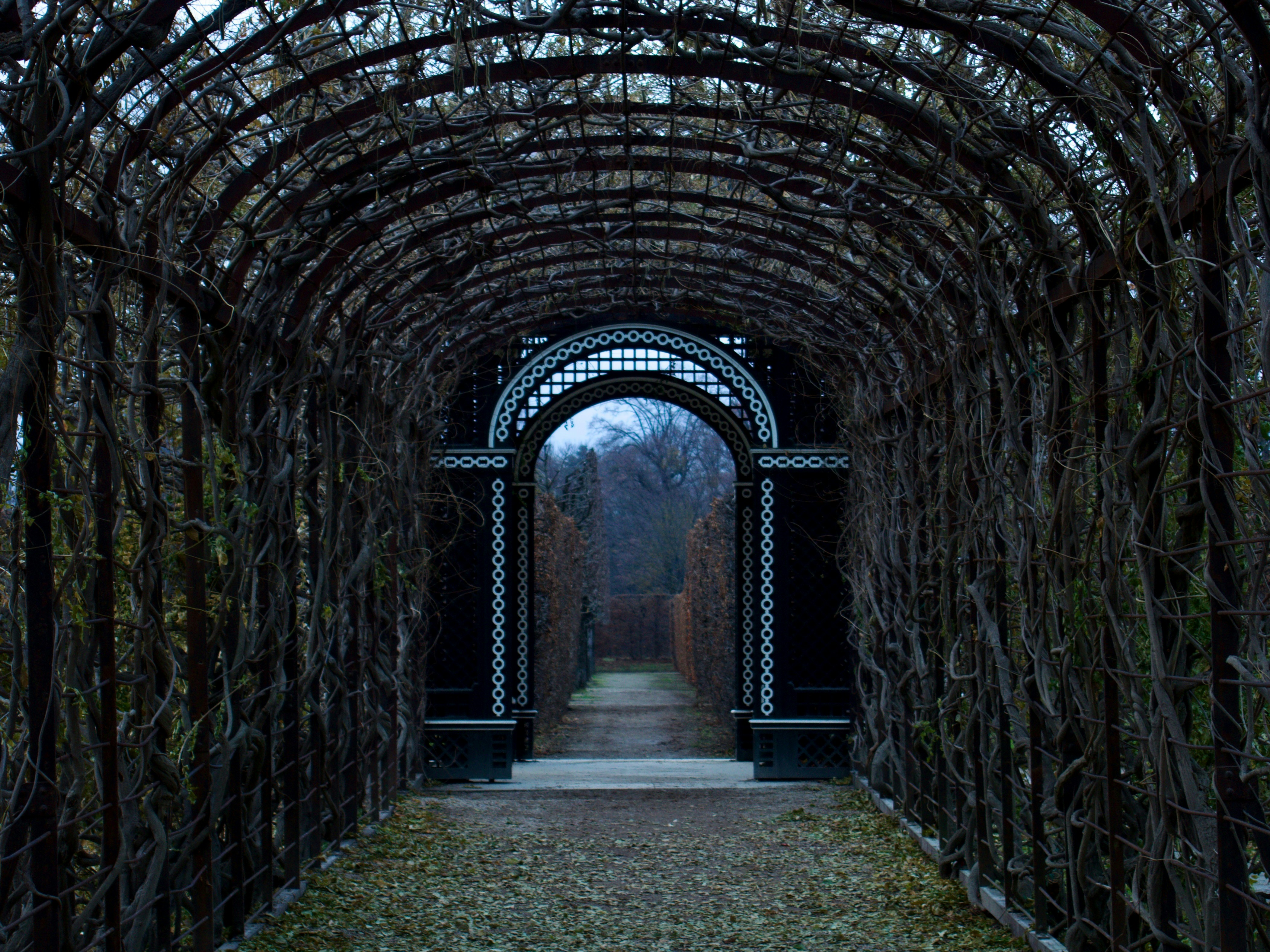 Vaulted Arborway to the Distant Gate