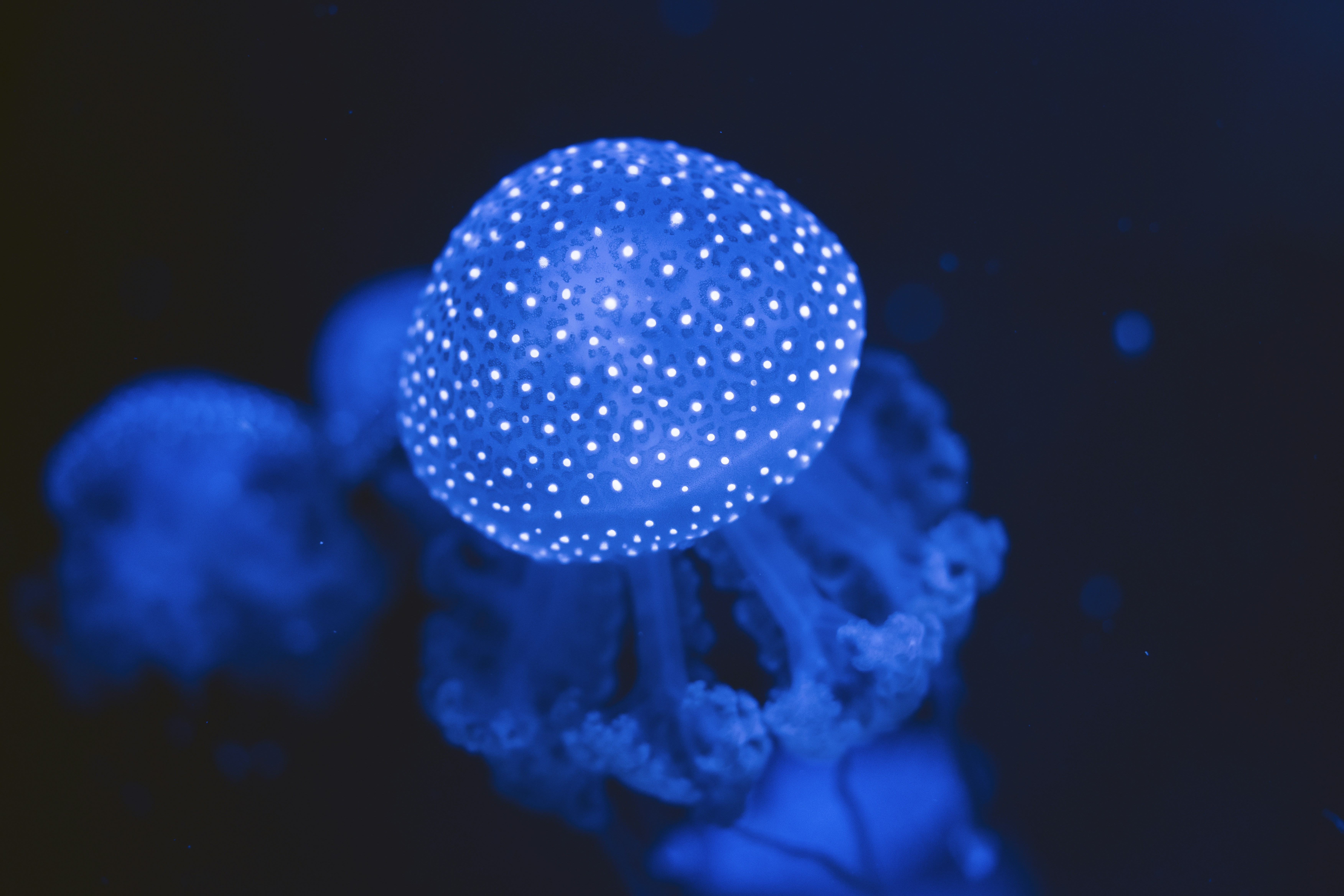 Blue Jelly Crown: A Dot-Pattern Globe in Dark Ocean