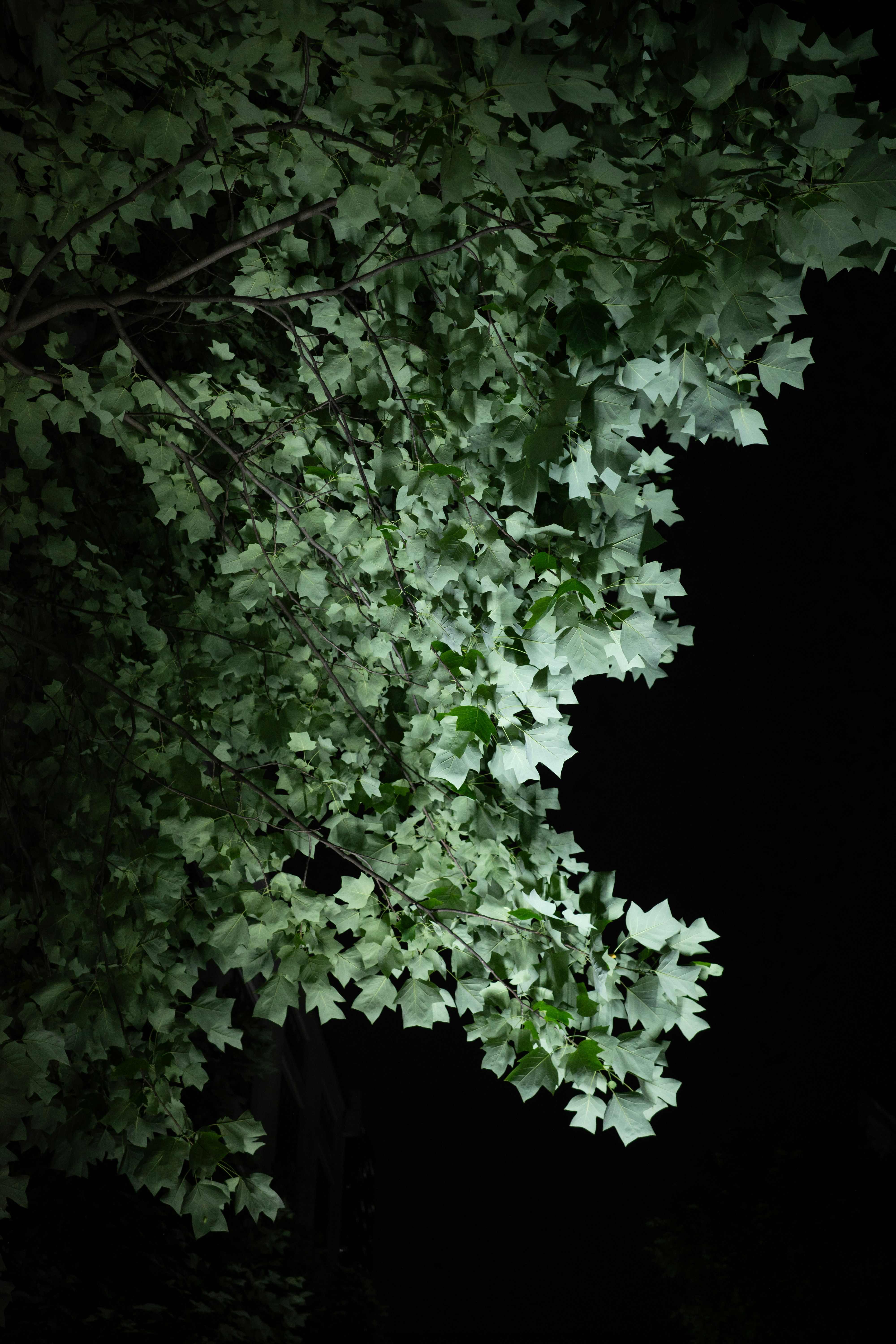 Night Green Canopy: Moonlit Leaves Curling in Near Silence