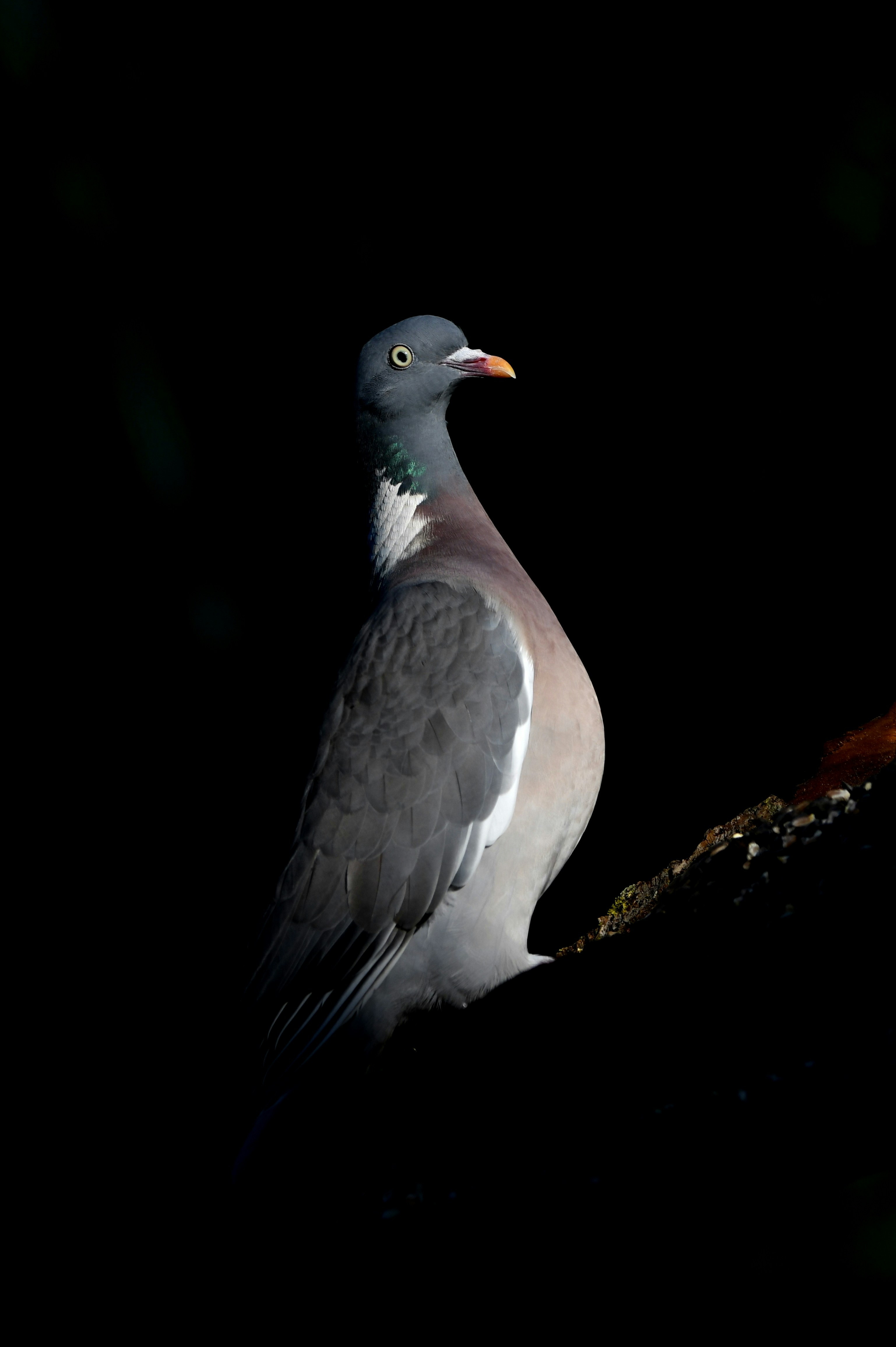 Midnight Sentinel: a solitary pigeon on a dark cliff