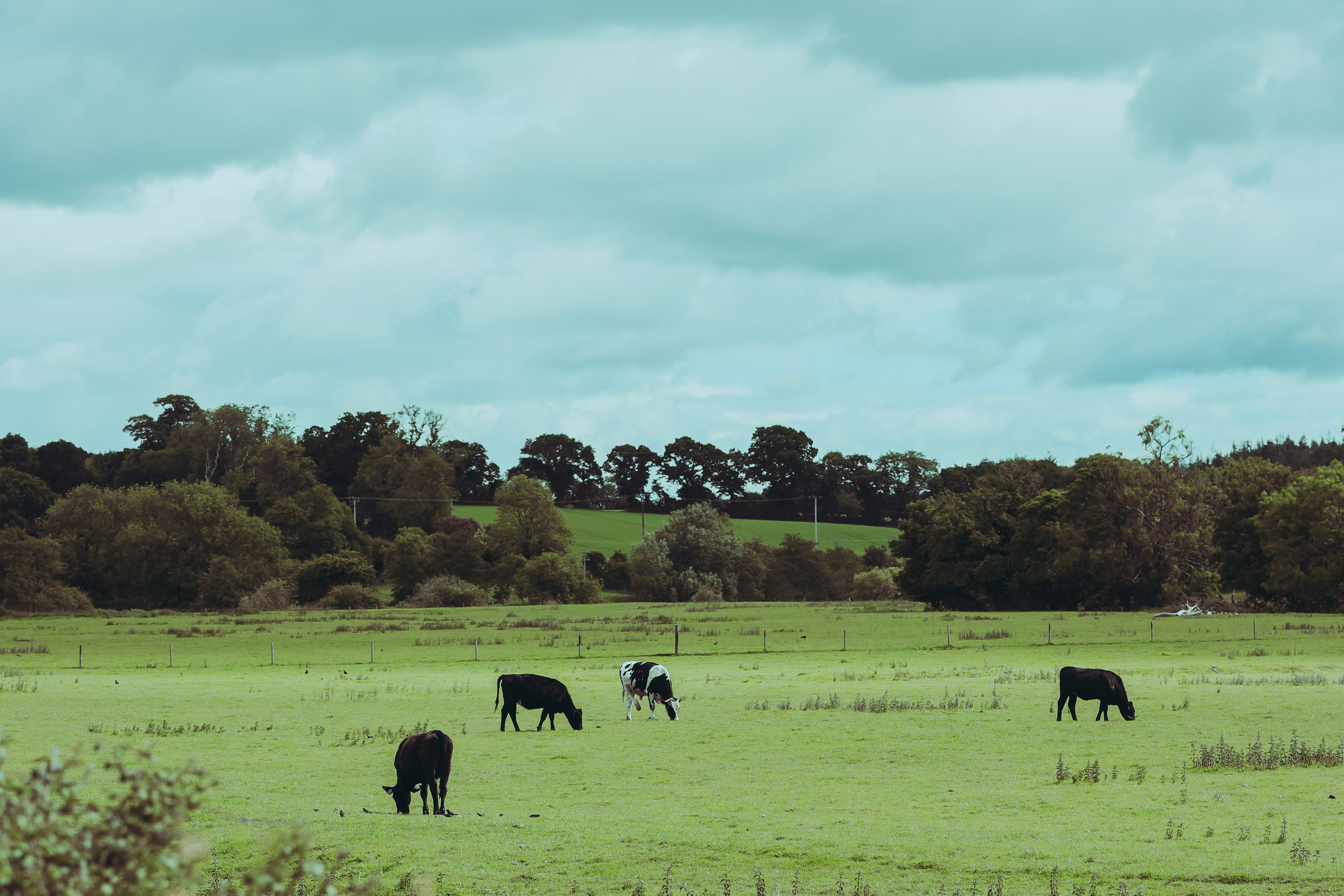 Photo by Ibrahim guetar with Canon EOS R