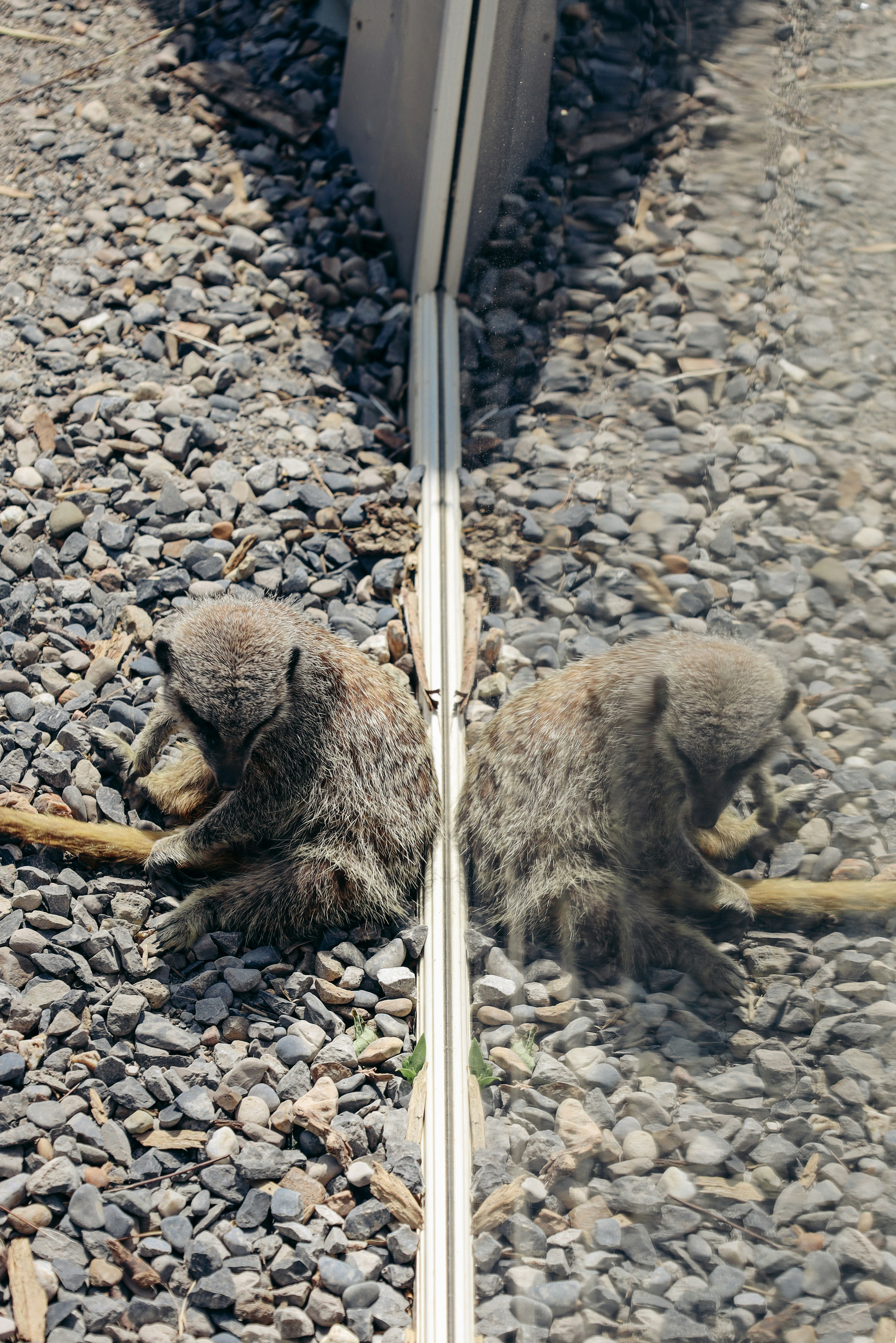 Symmetrical Reflection of a Ground-Dwelling Primate on Gravel