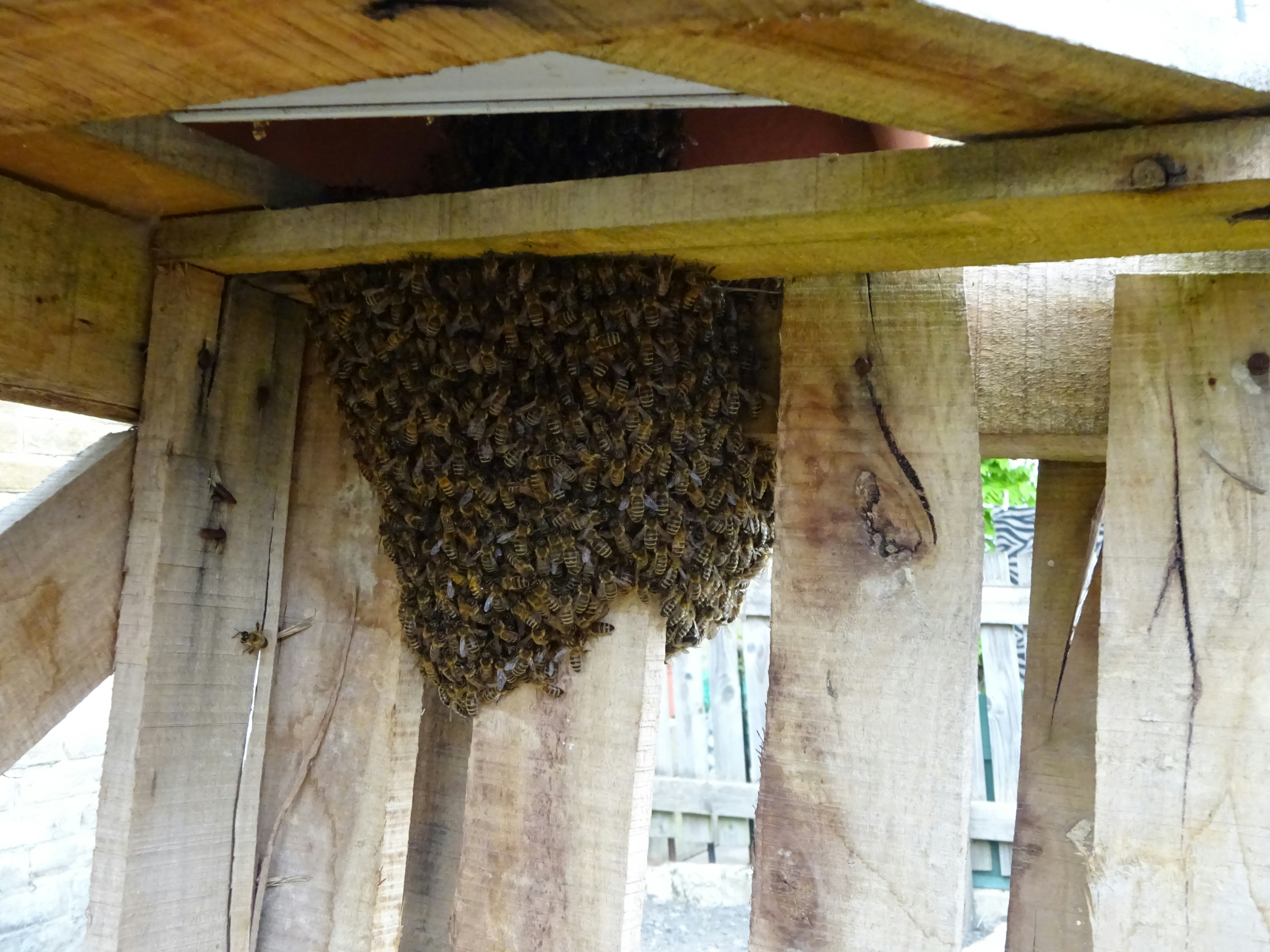Bee swarm.