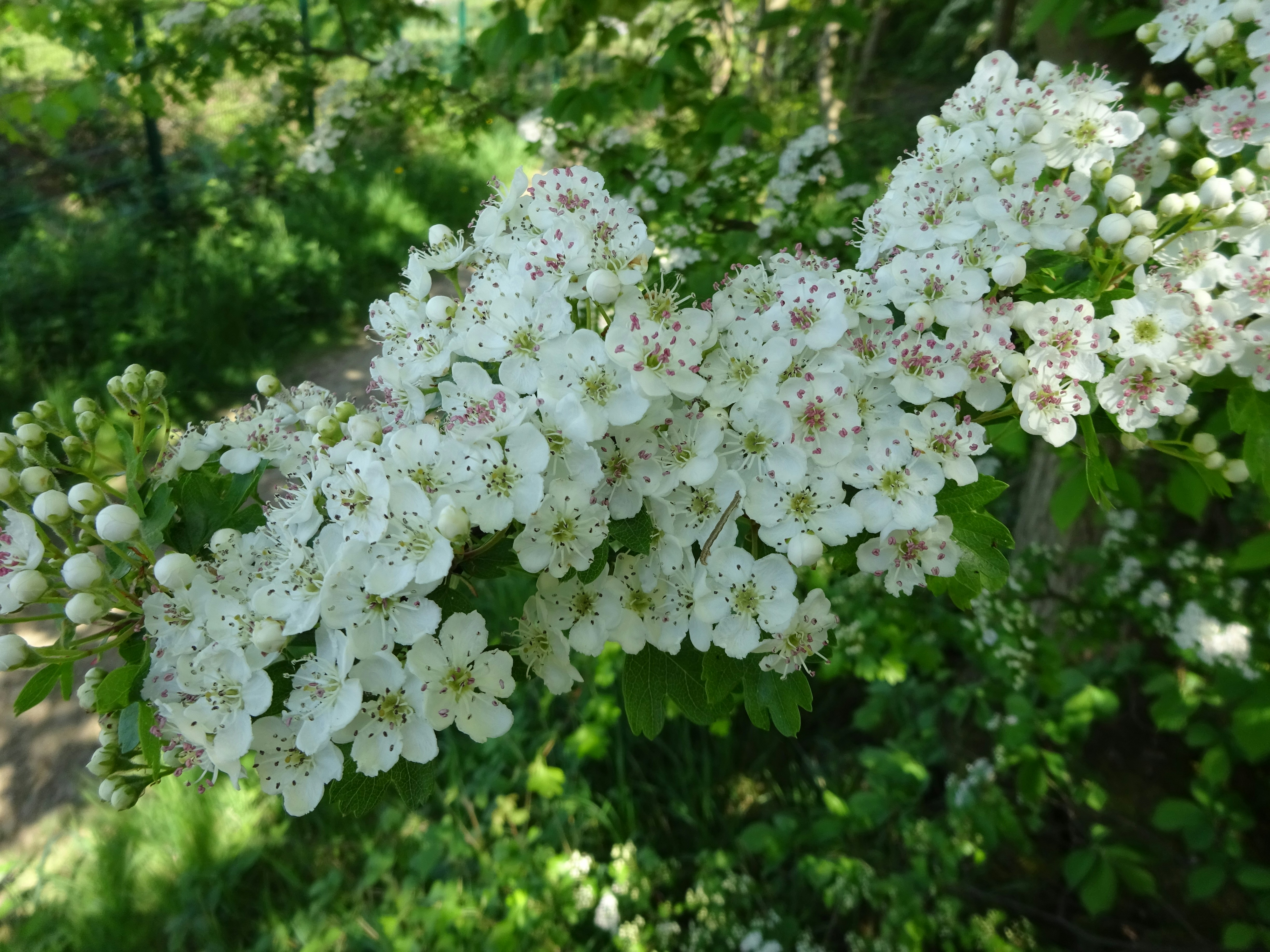 Photo by Brian Cockley with Sony Cyber-shot WX350