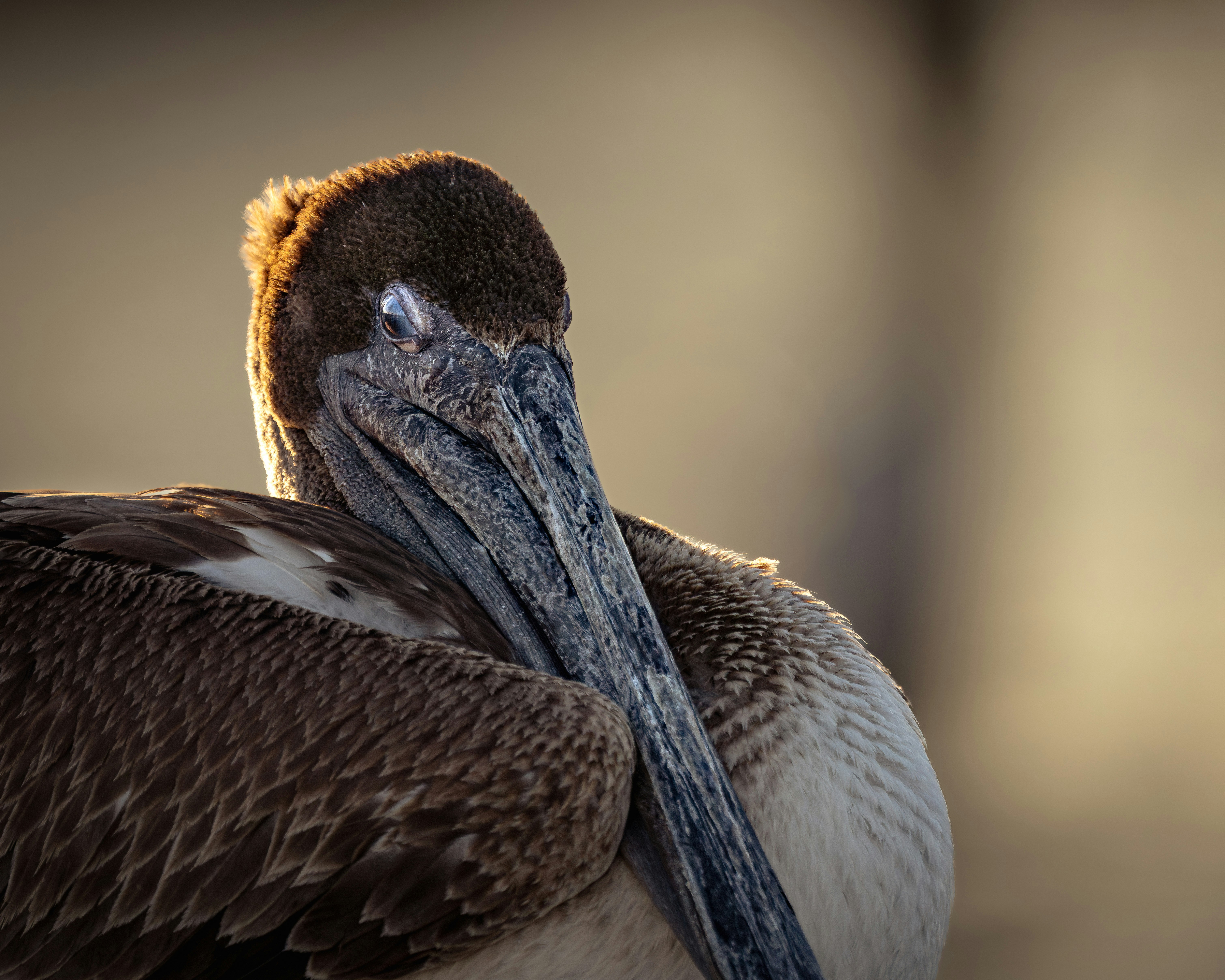 A close-up wildlife photograph of a brown pelican captured in warm golden-hour light.