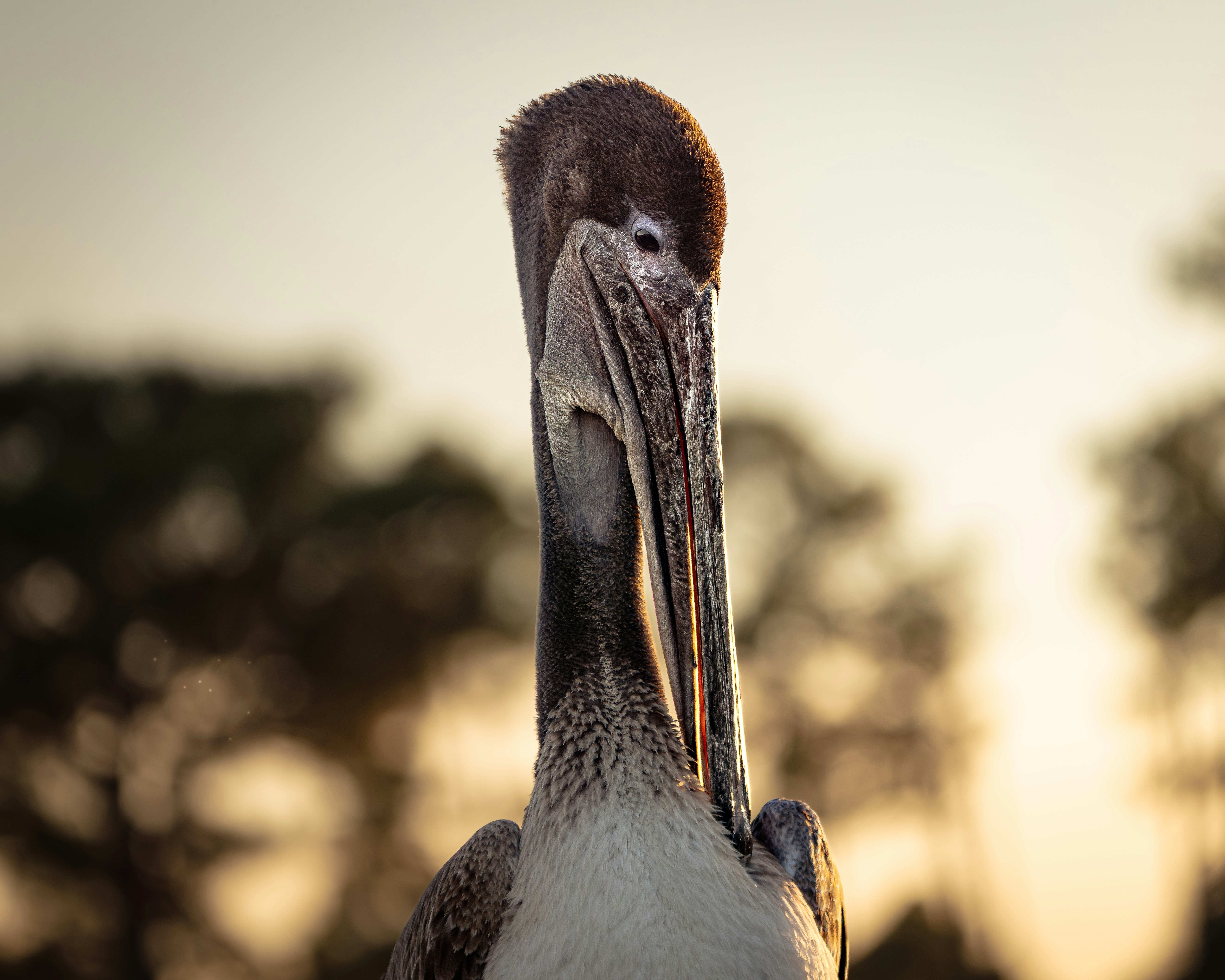 A close-up wildlife photograph of a brown pelican captured in warm golden-hour light.