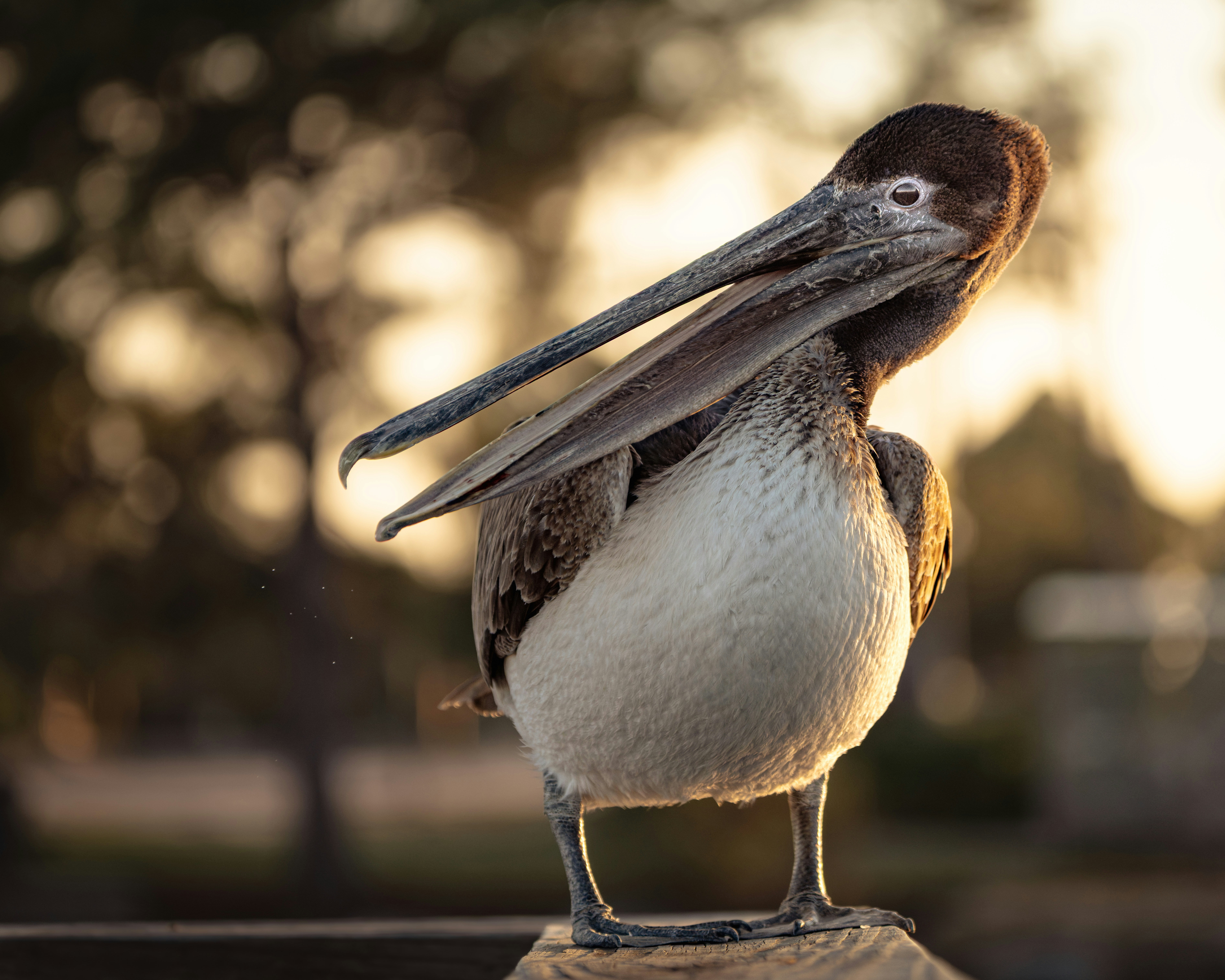 A close-up wildlife photograph of a brown pelican captured in warm golden-hour light.