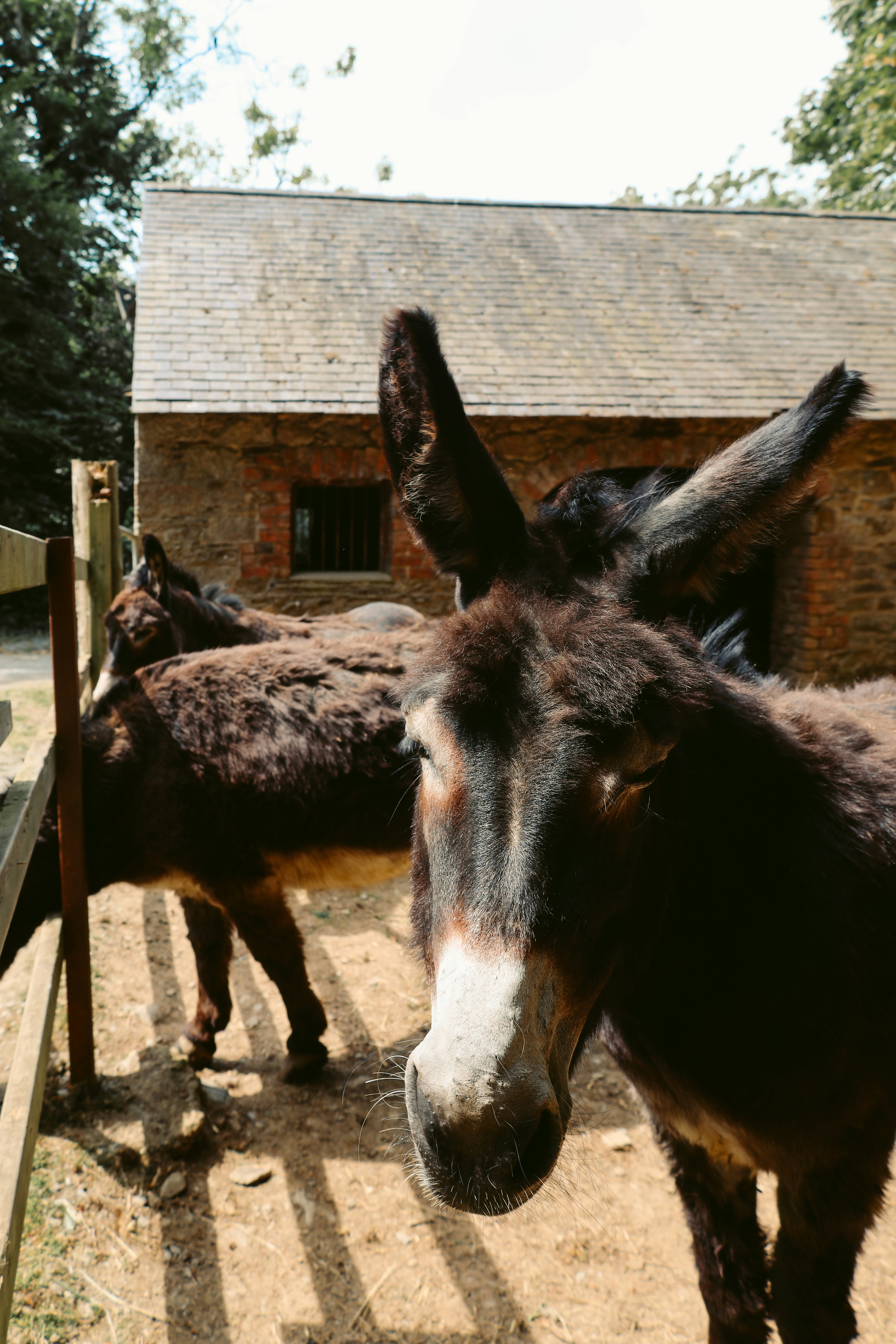 Donkeys at Dappled Farmyard: A Close-Quarters Portrait