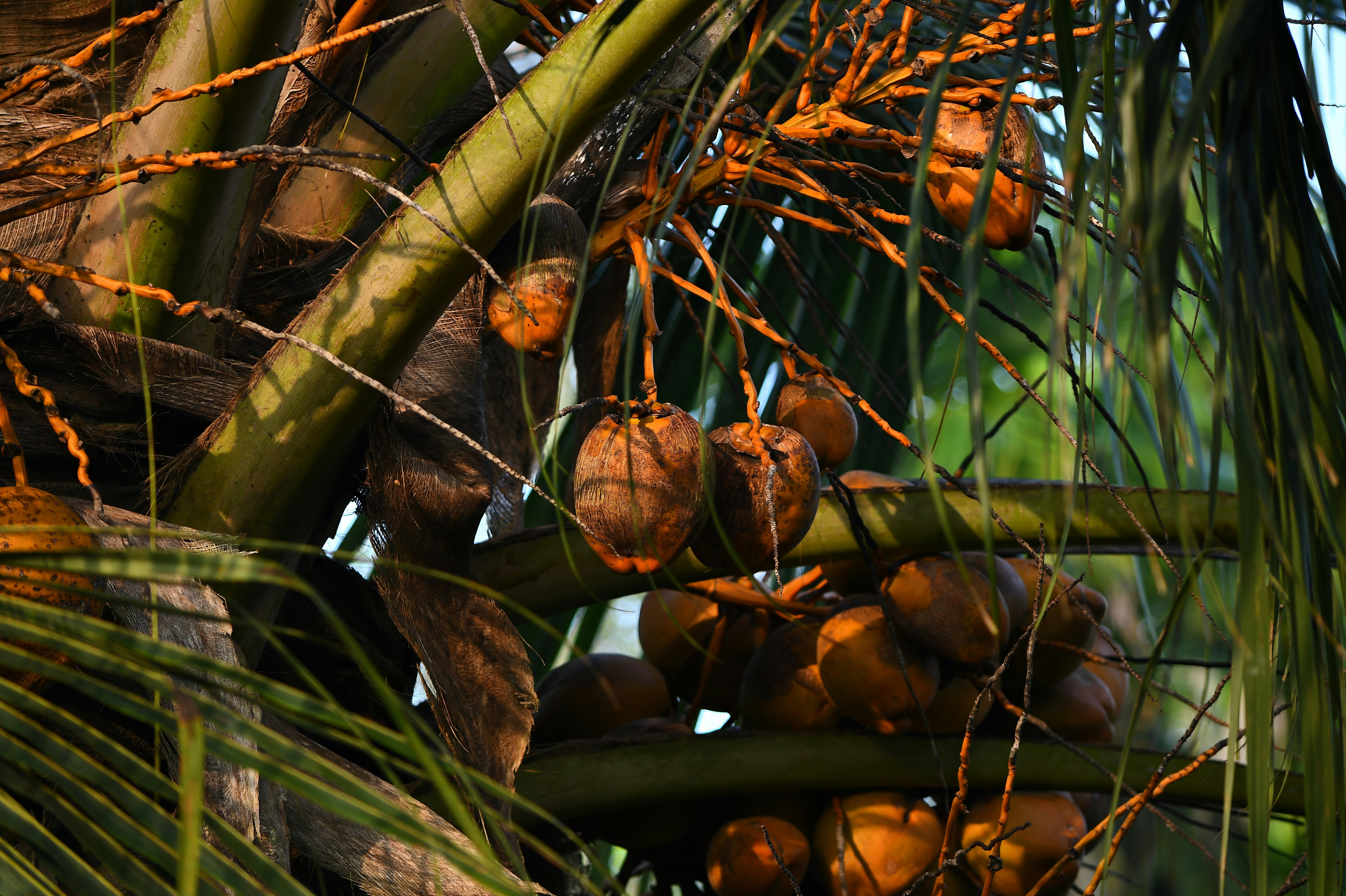 Coconut Cluster at Dappled Grove